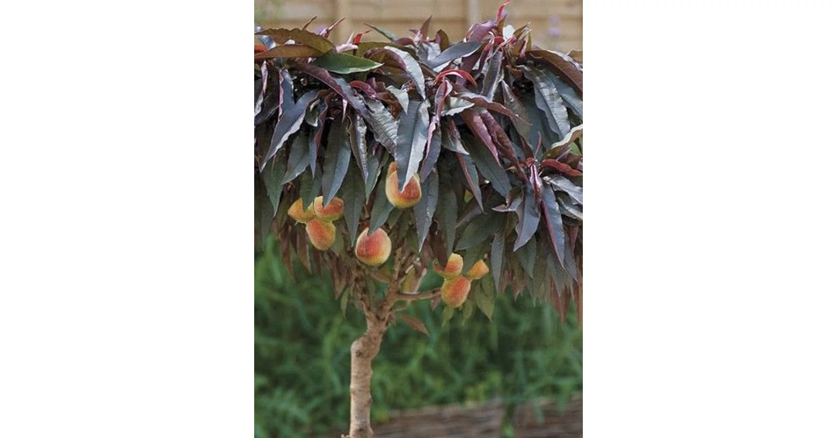 Prunus persica 'Nana Crimson Bonfire' – Törpe díszőszibarackfa