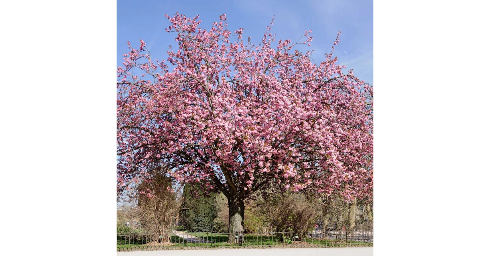 Prunus serrulata – Rózsaszín virágú japán díszcseresznye