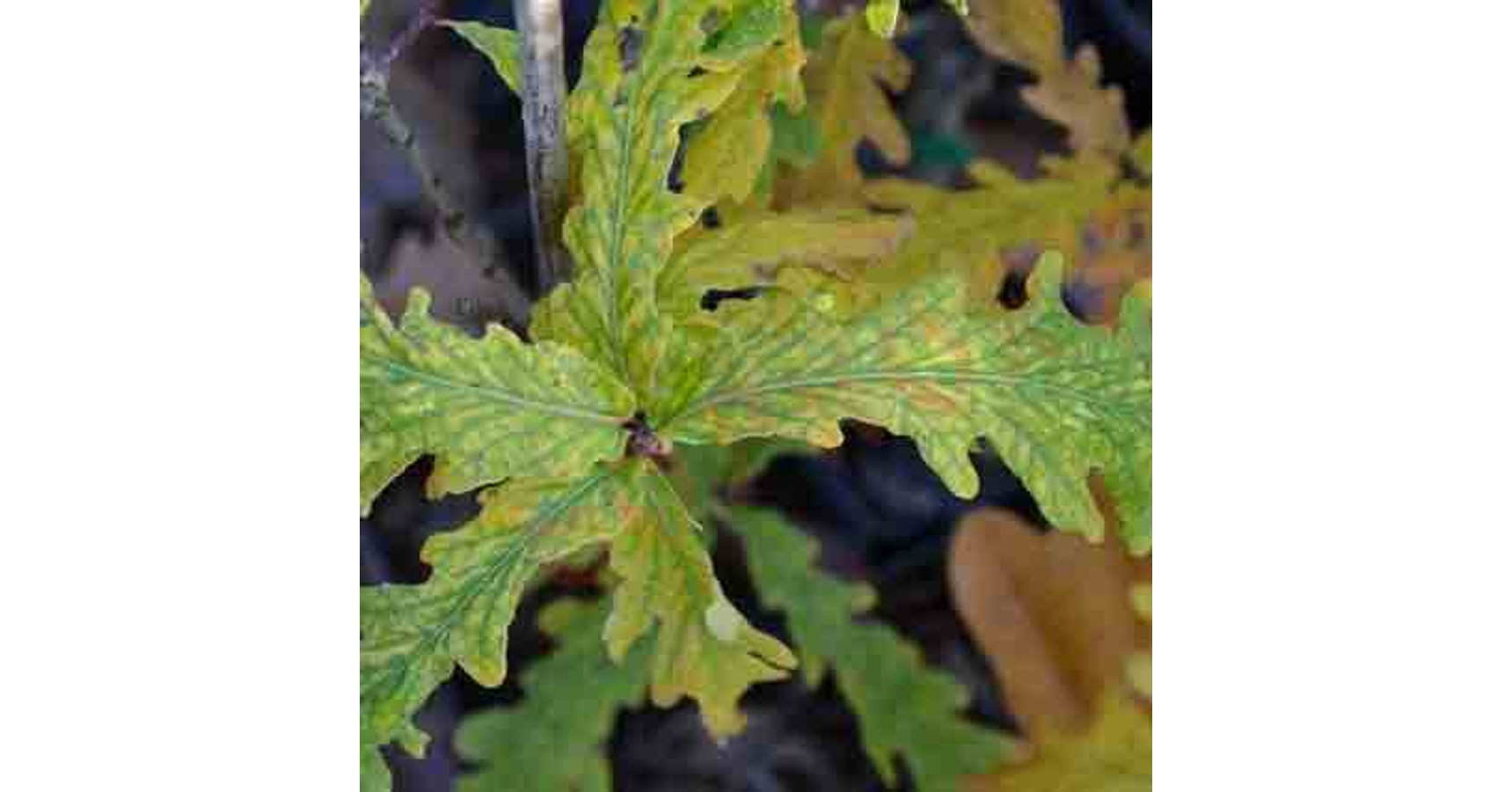 Quercus robur 'Strypemonde' – Kocsánytalan tölgy