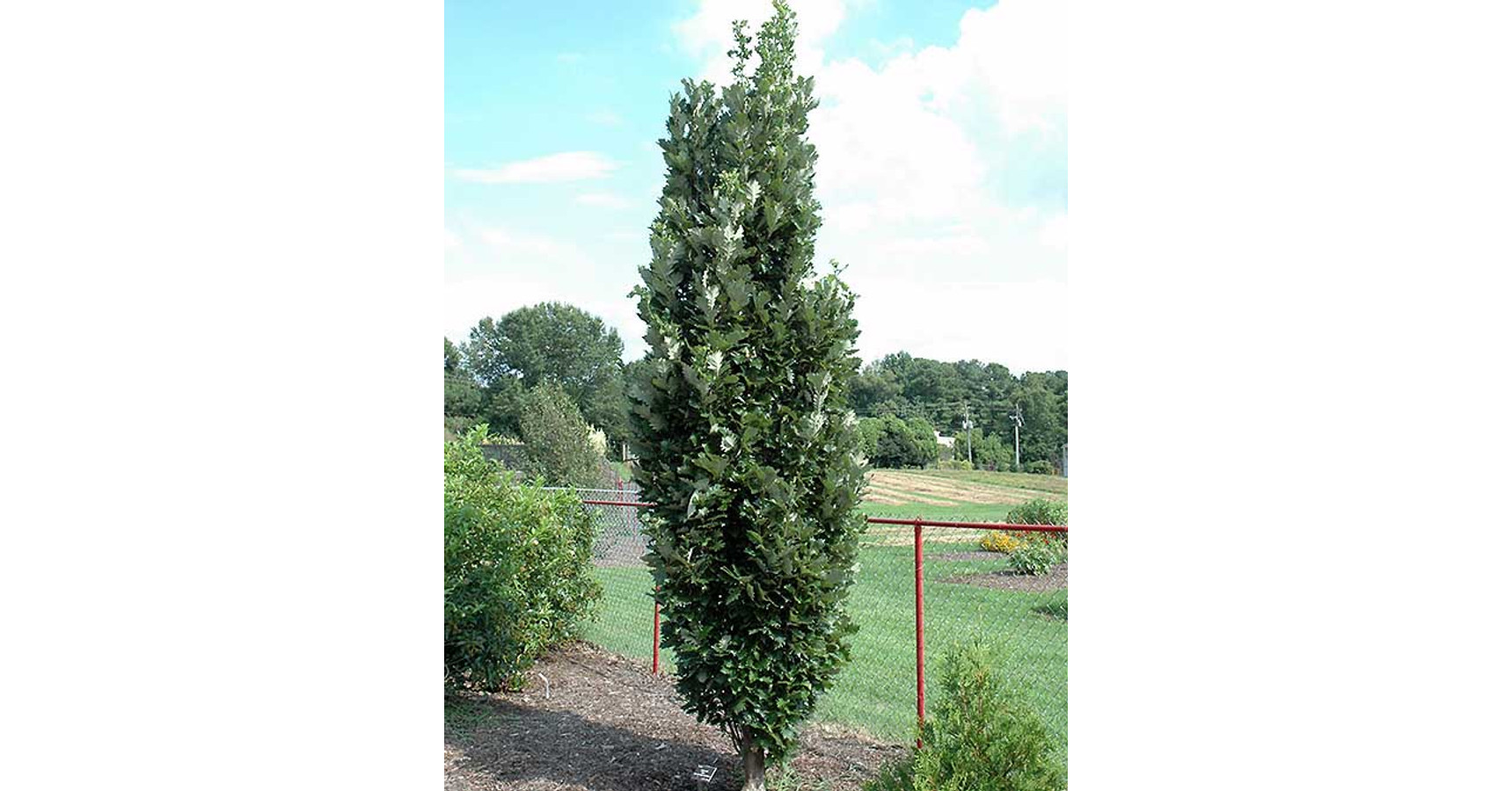 Quercus x warei 'Kindred Spirit' – Oszlopos hibrid tölgy