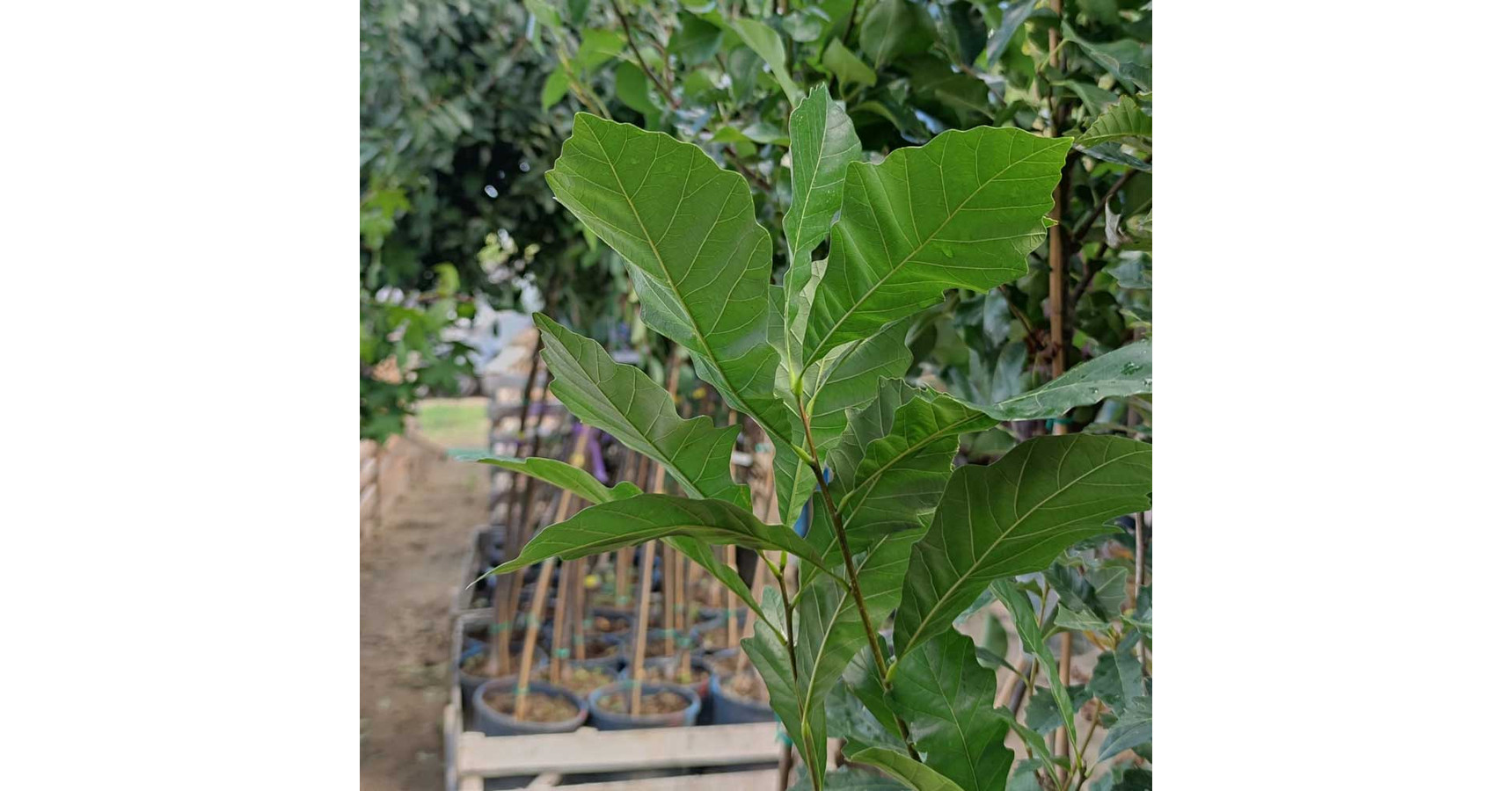 Quercus x warei 'Wind Candle' – Oszlopos hibrid tölgy