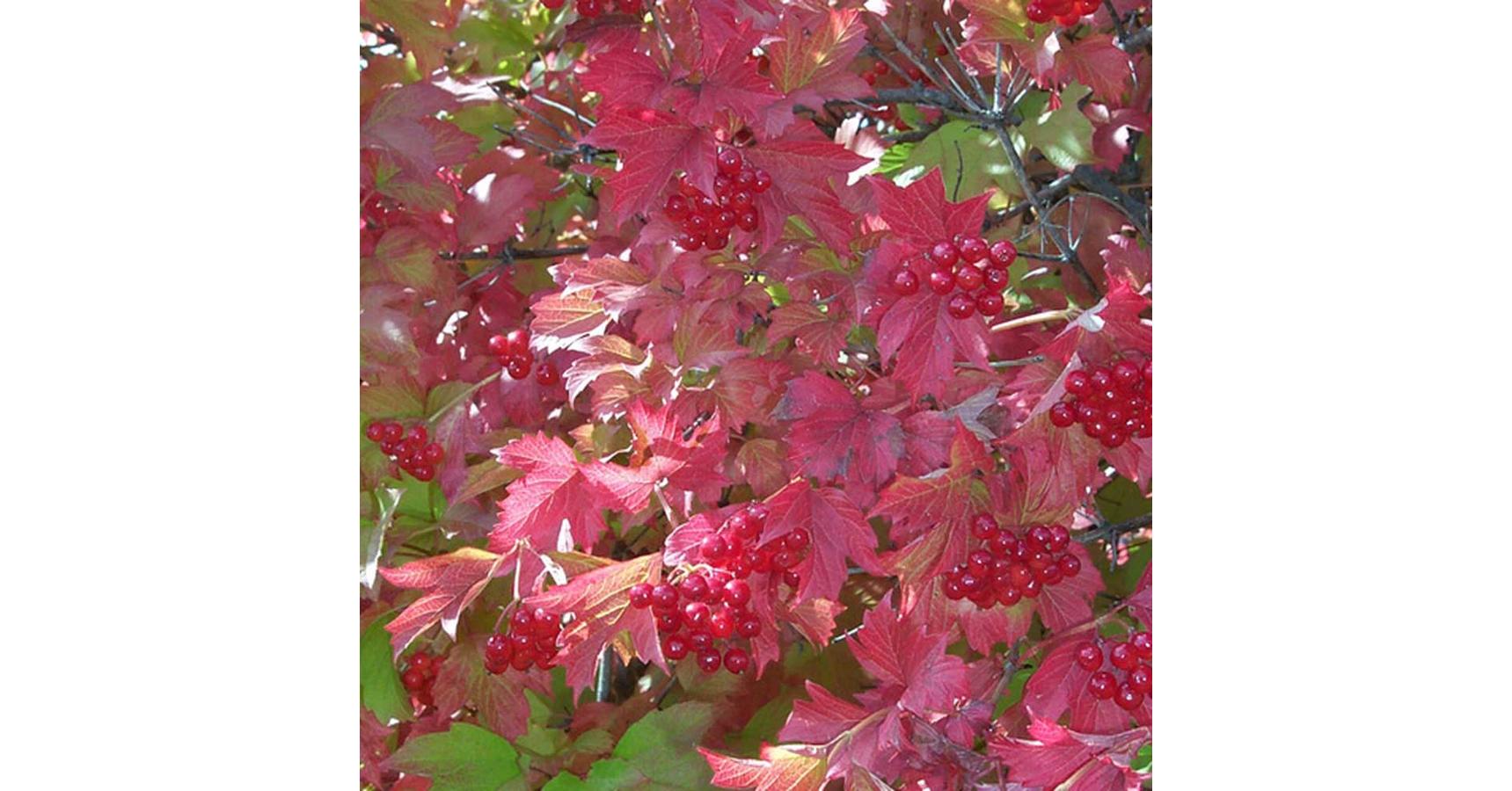 Viburnum trilobum 'Spring Red Compact' – Törpe háromkaréjú bangita