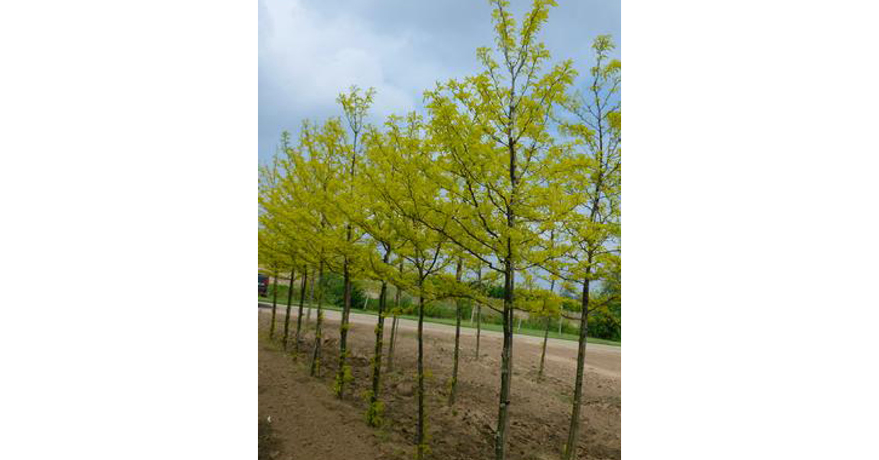 Gleditsia triacanthos 'Spectrum' – Krisztustövis, lepényfa