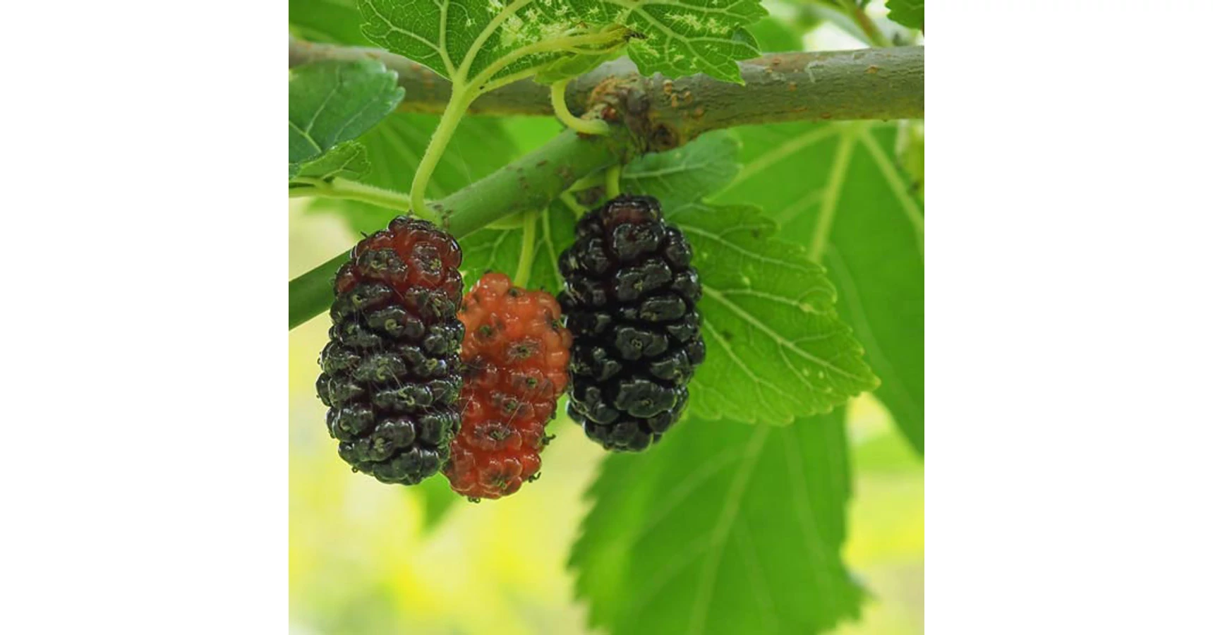 Morus latifolia 'Kokuso' – Eperfa