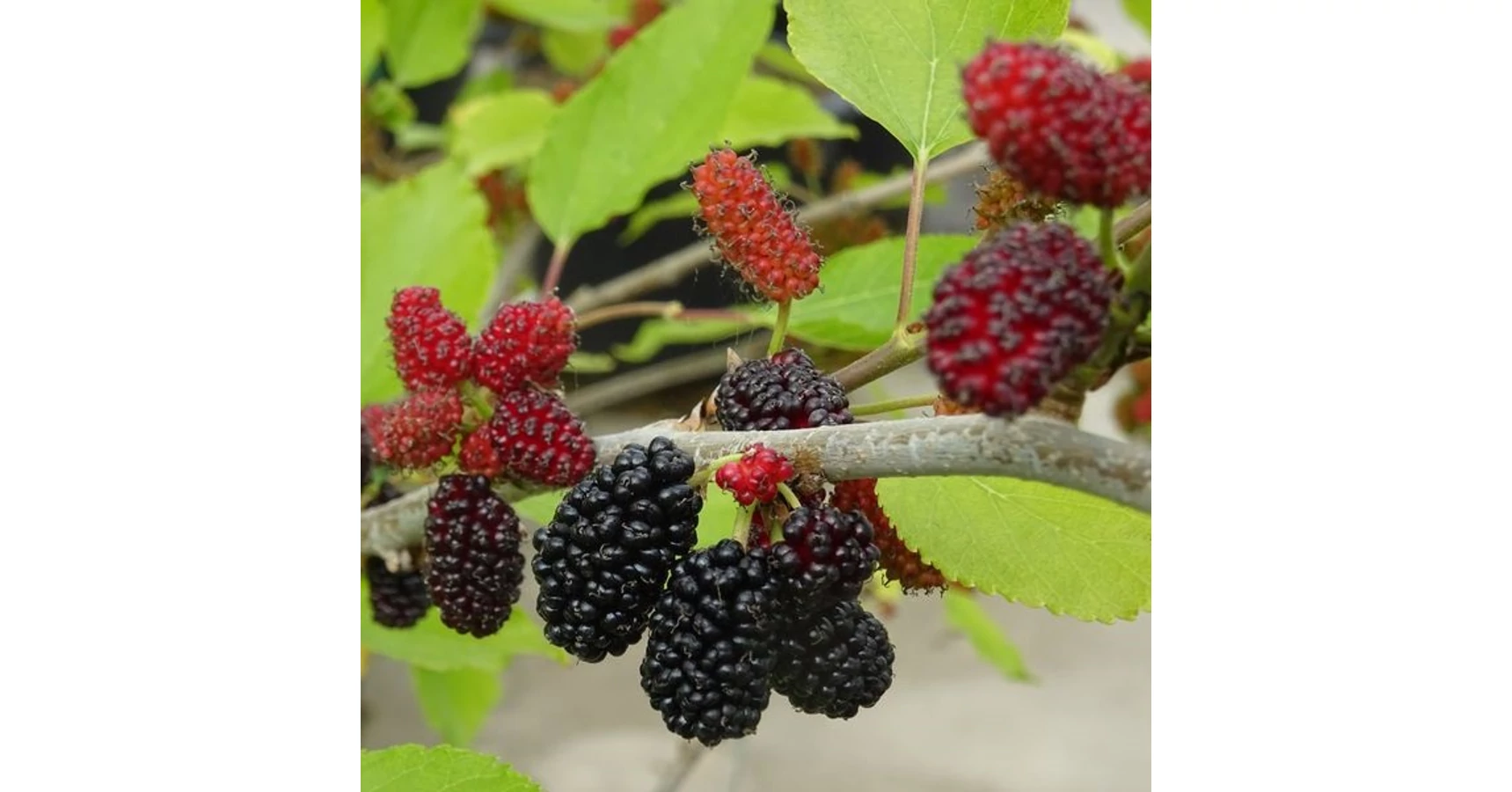 Morus rotundifolia 'Mojo Berry' – Kereklevelű eperfa