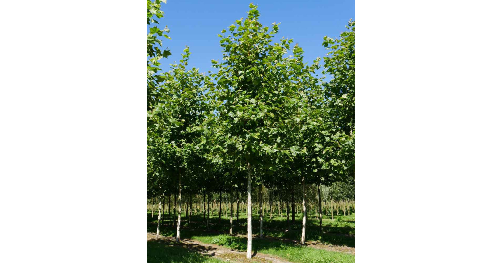 Platanus acerifolia (syn.: hispanica) 'Malburg' – Platánfa