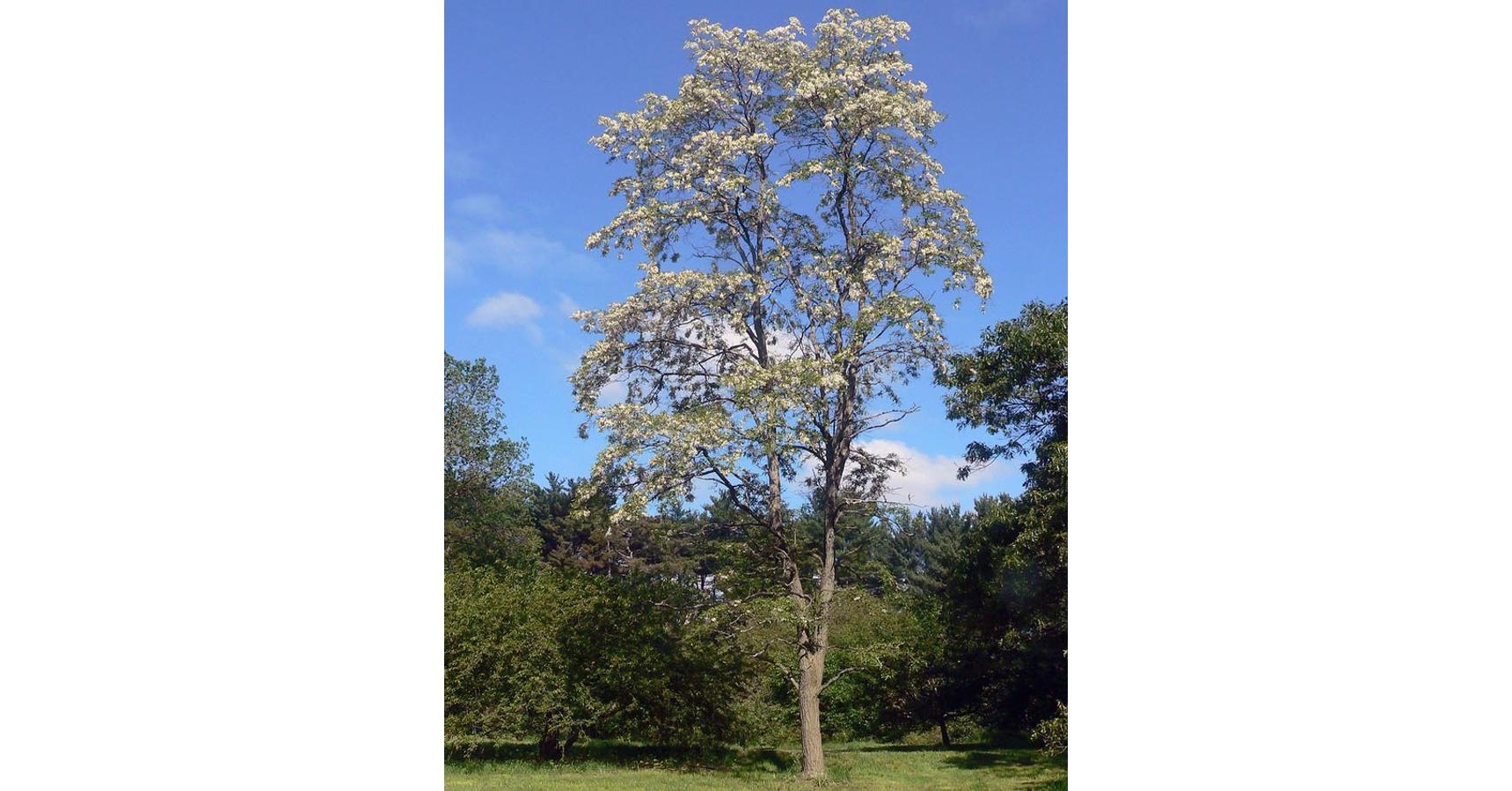 Robinia pseudoacacia 'Monophylla Pendula' – Csüngő fehér akác
