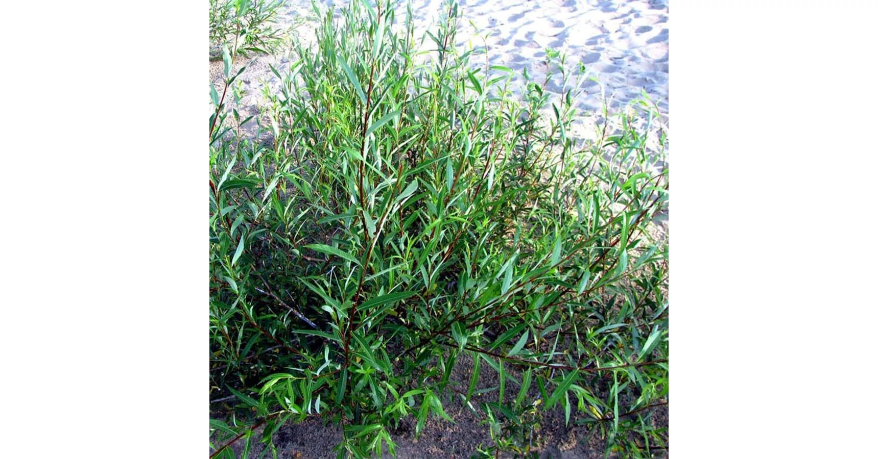 Salix acutifolia – Fűzfa