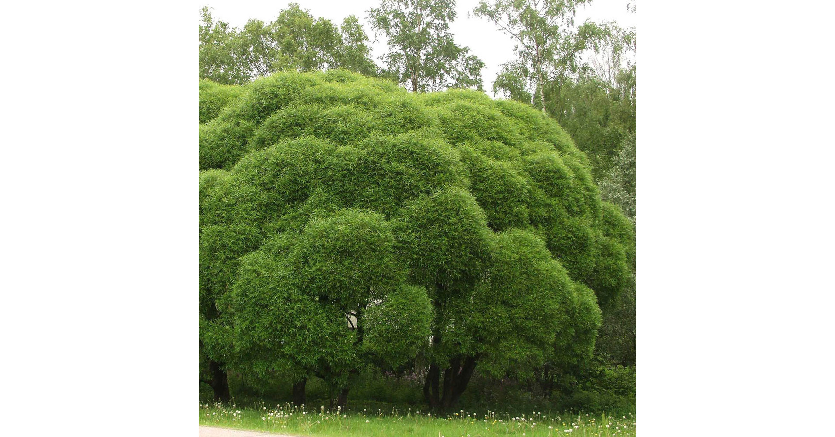 Salix fragilis 'Bullata' – Törékeny fűz