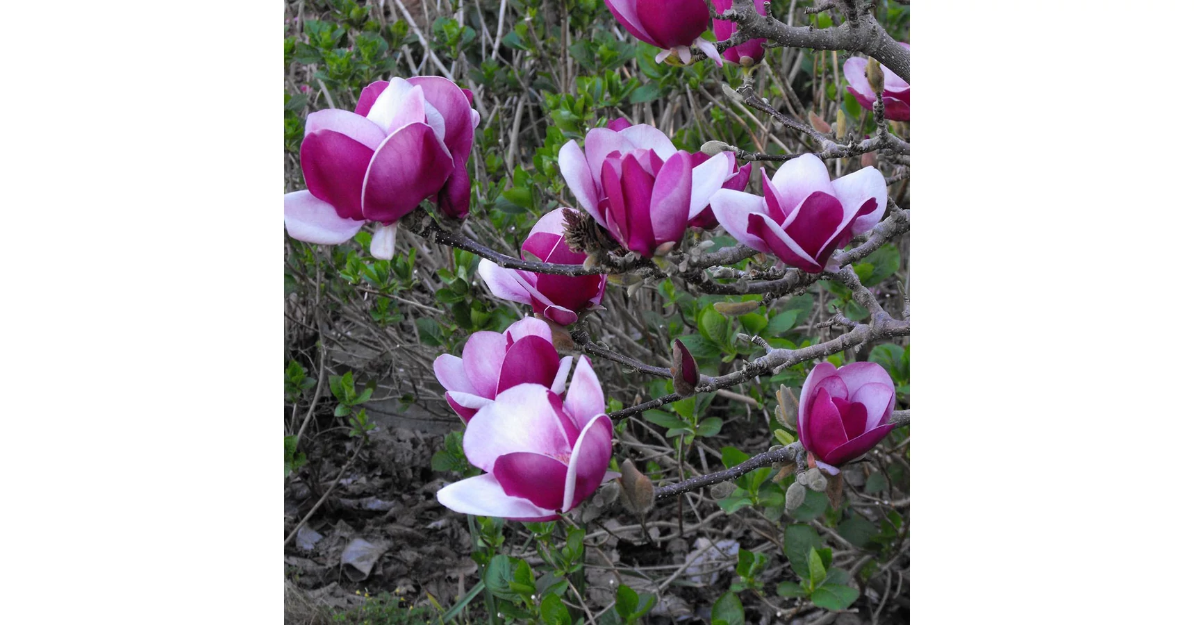 Magnolia x soulangeana 'Cameo' – Nagyvirágú liliomfa