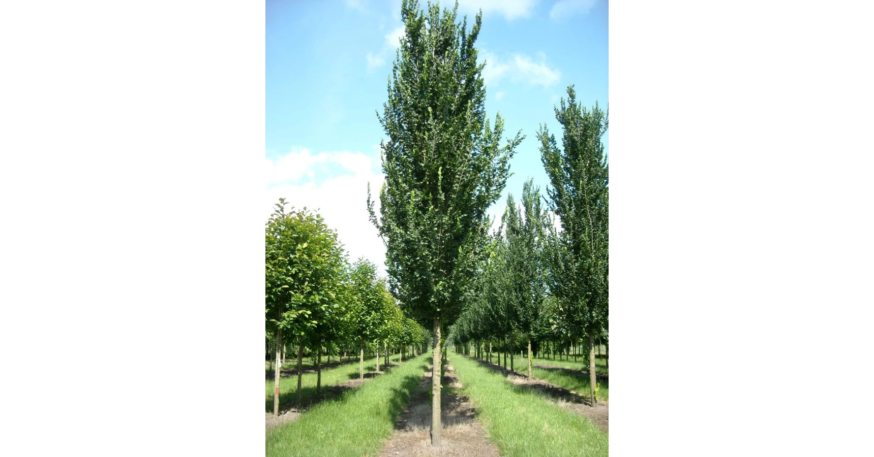 Ulmus 'Columella' – Szil Ulmus 'Columella' – Szil