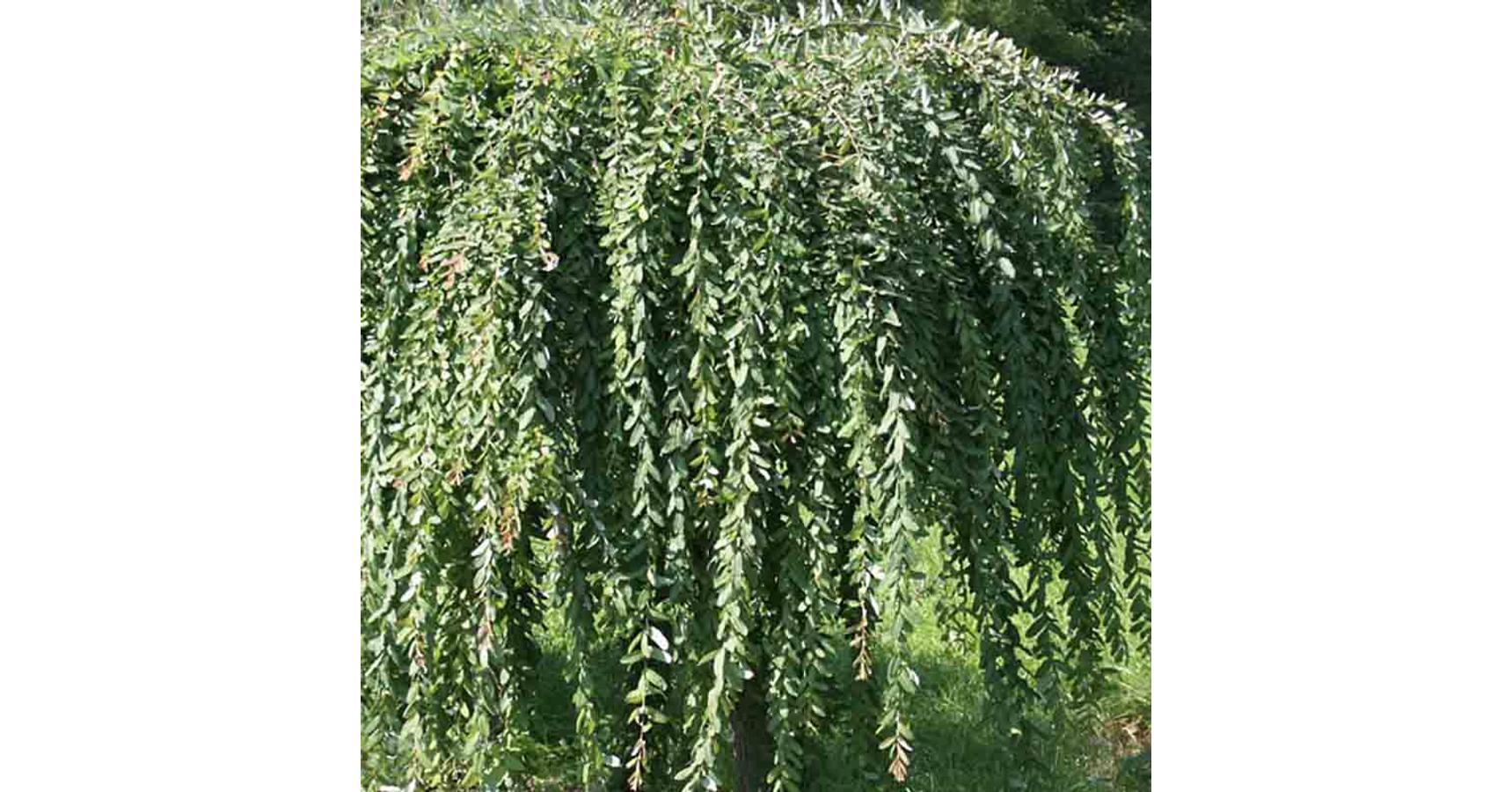 Salix integra 'Pendula' – Japán fűz