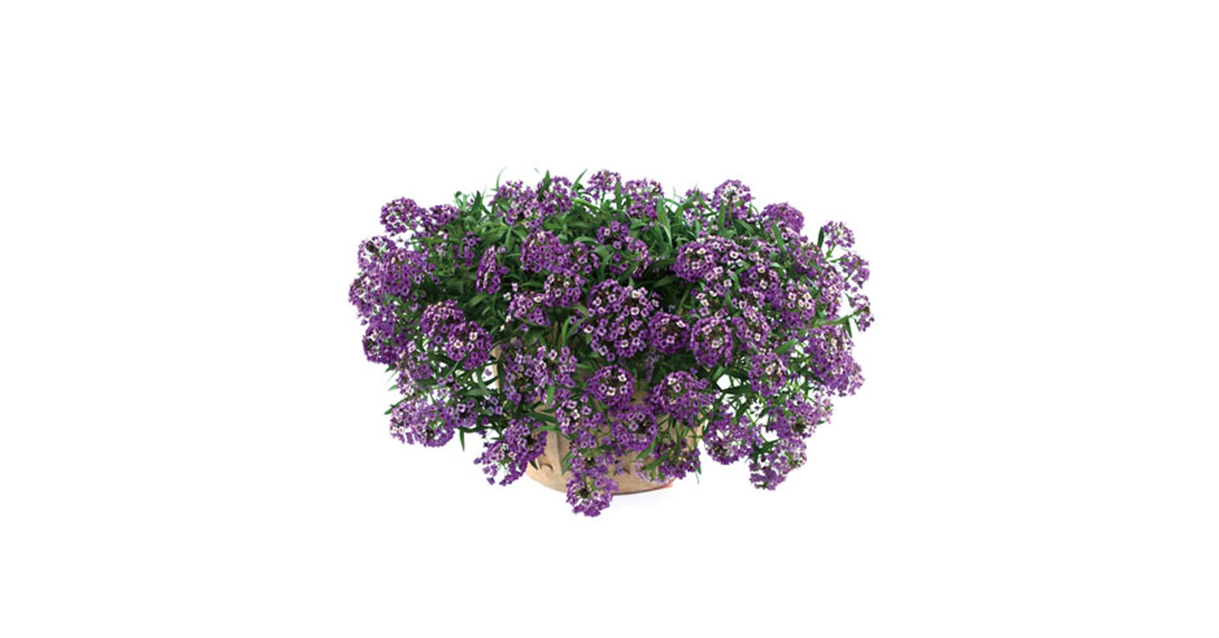 Lobularia hybrid 'Stream® Purple' – Illatos ternye (mézvirág)