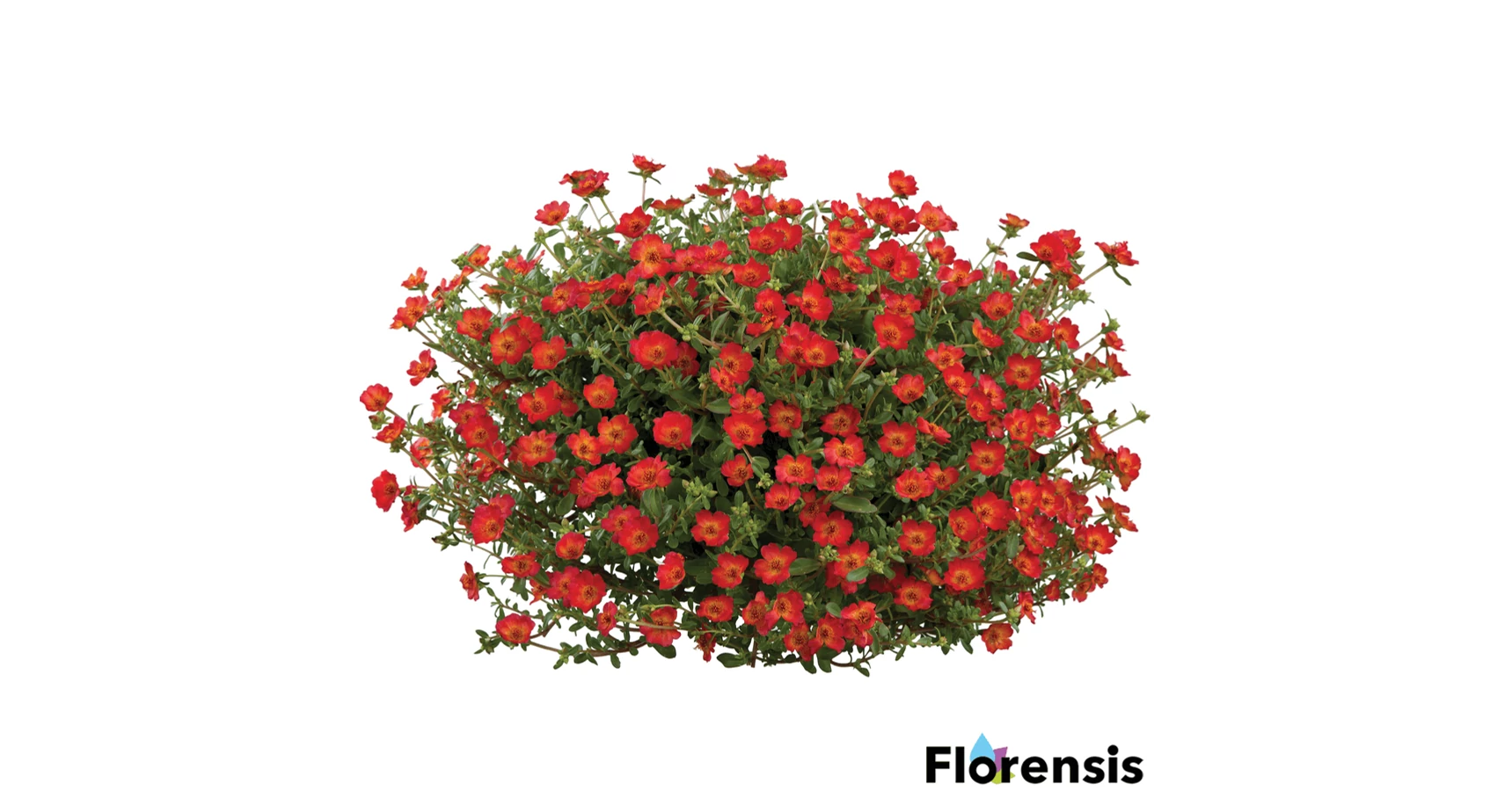 Portulaca oleracea 'Pazzaz® Red Flare' – Porcsinrózsa (kukacvirág)