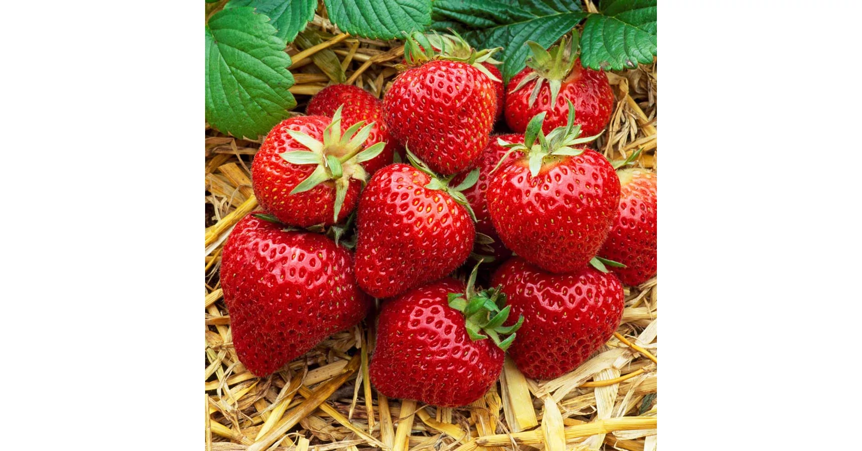 'Florence' eper palánta