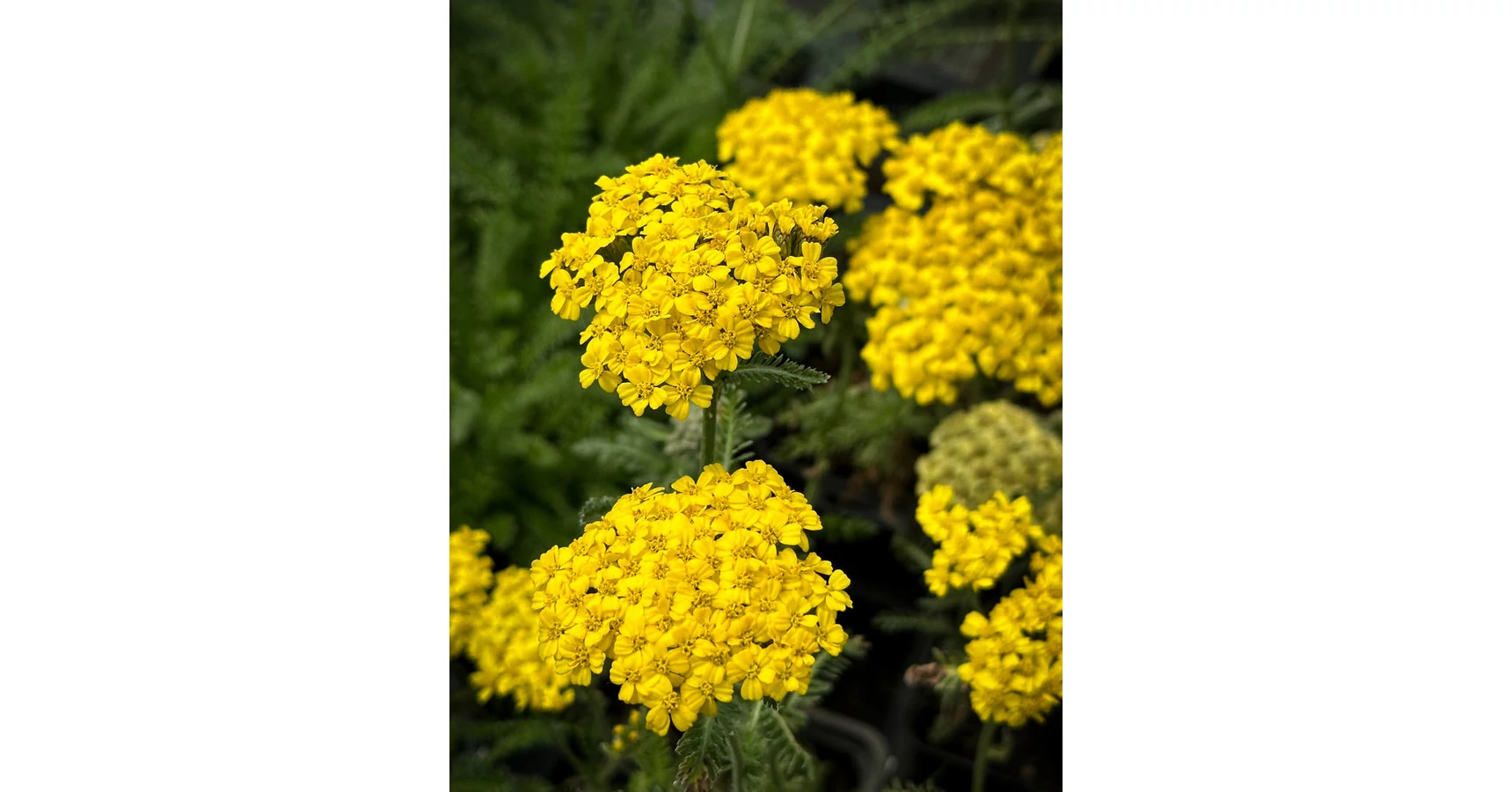 Achillea millefolium 'Desert Eve Light Yellow' – Közönséges cickafark