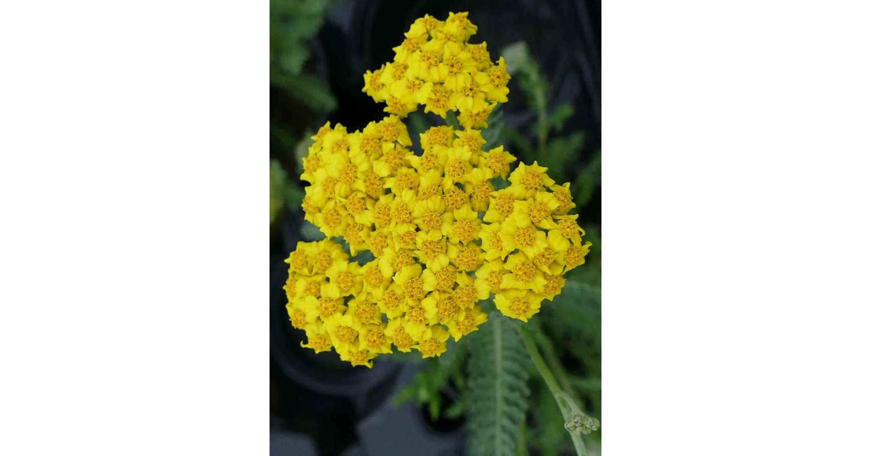 Achillea millefolium 'Little Moonshine' – Sárga virágú cickafark