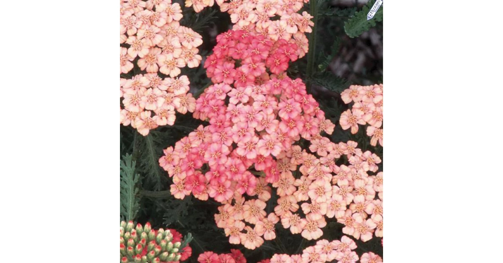 Achillea millefolium 'Skysail Bright Pink' – Cickafark