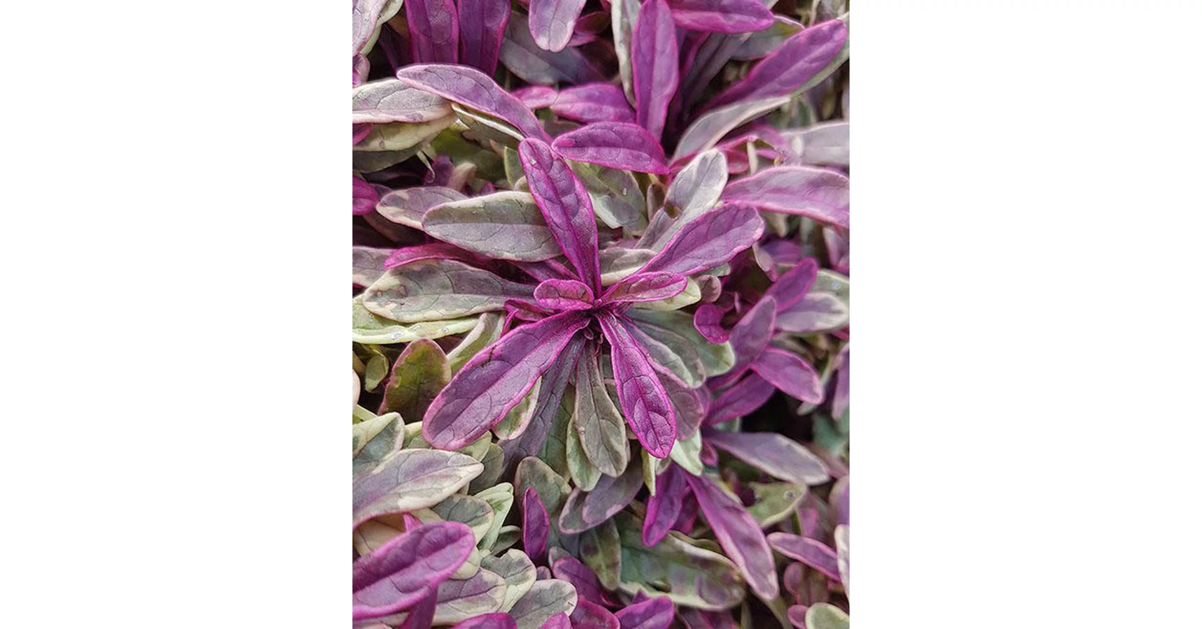Ajuga tenorii 'Princess Nadia' (syn.: 'Piotrek01') – Indás ínfű