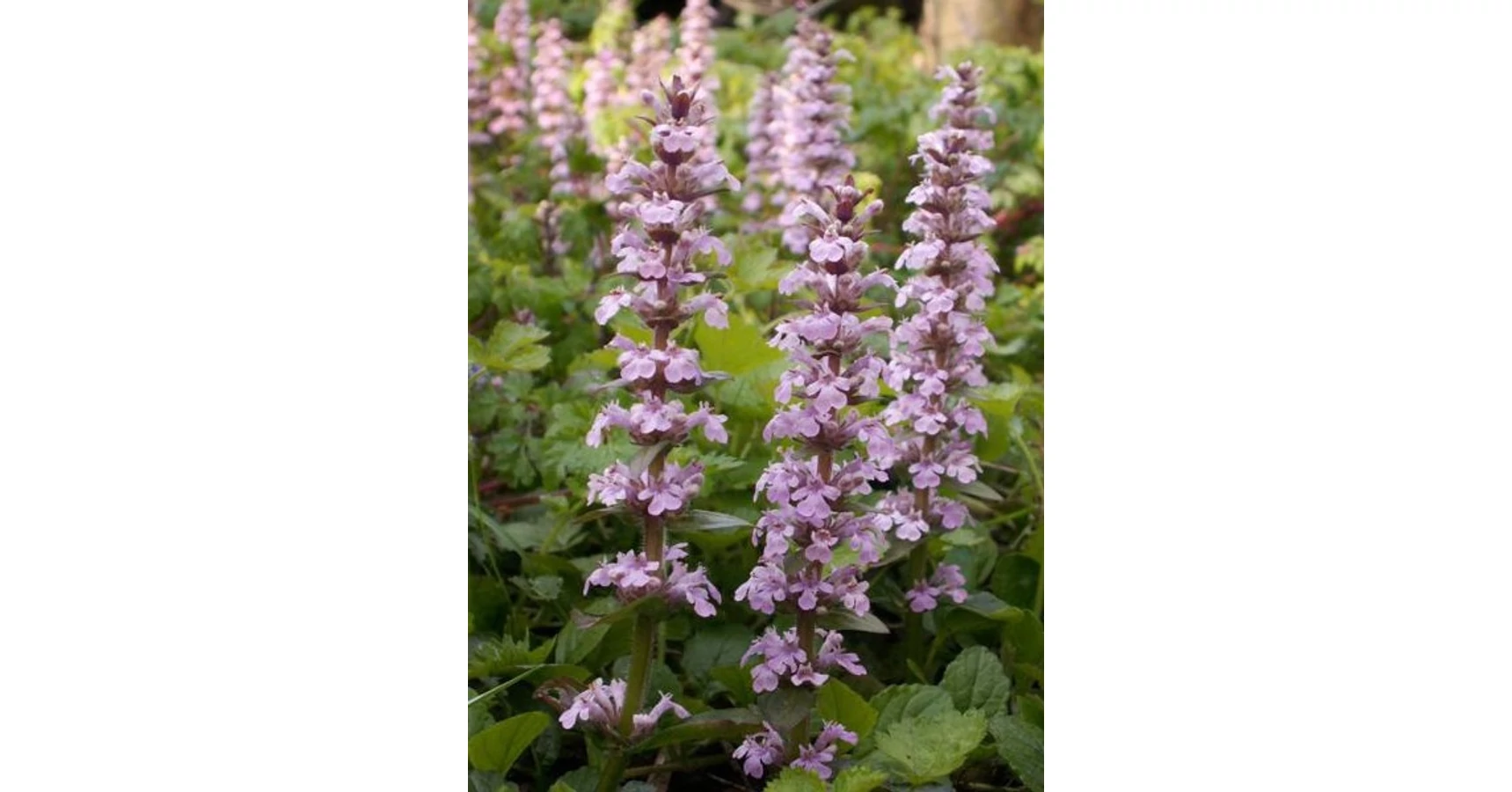 Ajuga reptans 'Rosea' – Indás ínfű