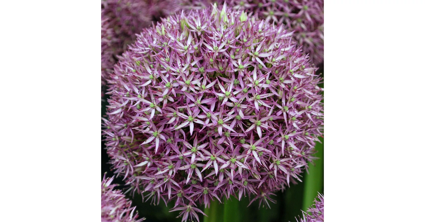 Allium 'Pinball Wizard' – Díszhagyma