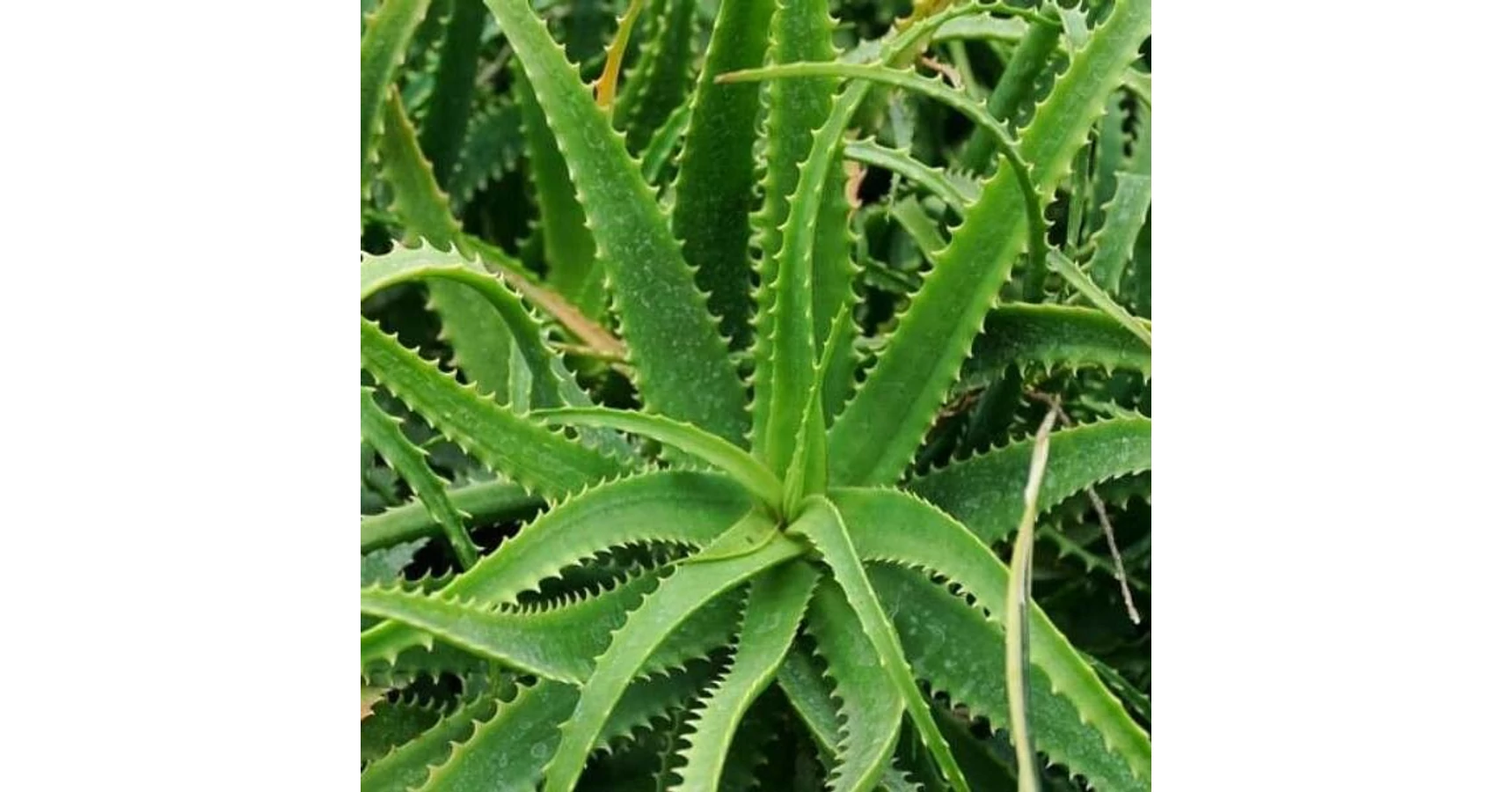 Aloe arborescens – Fásodó aloé