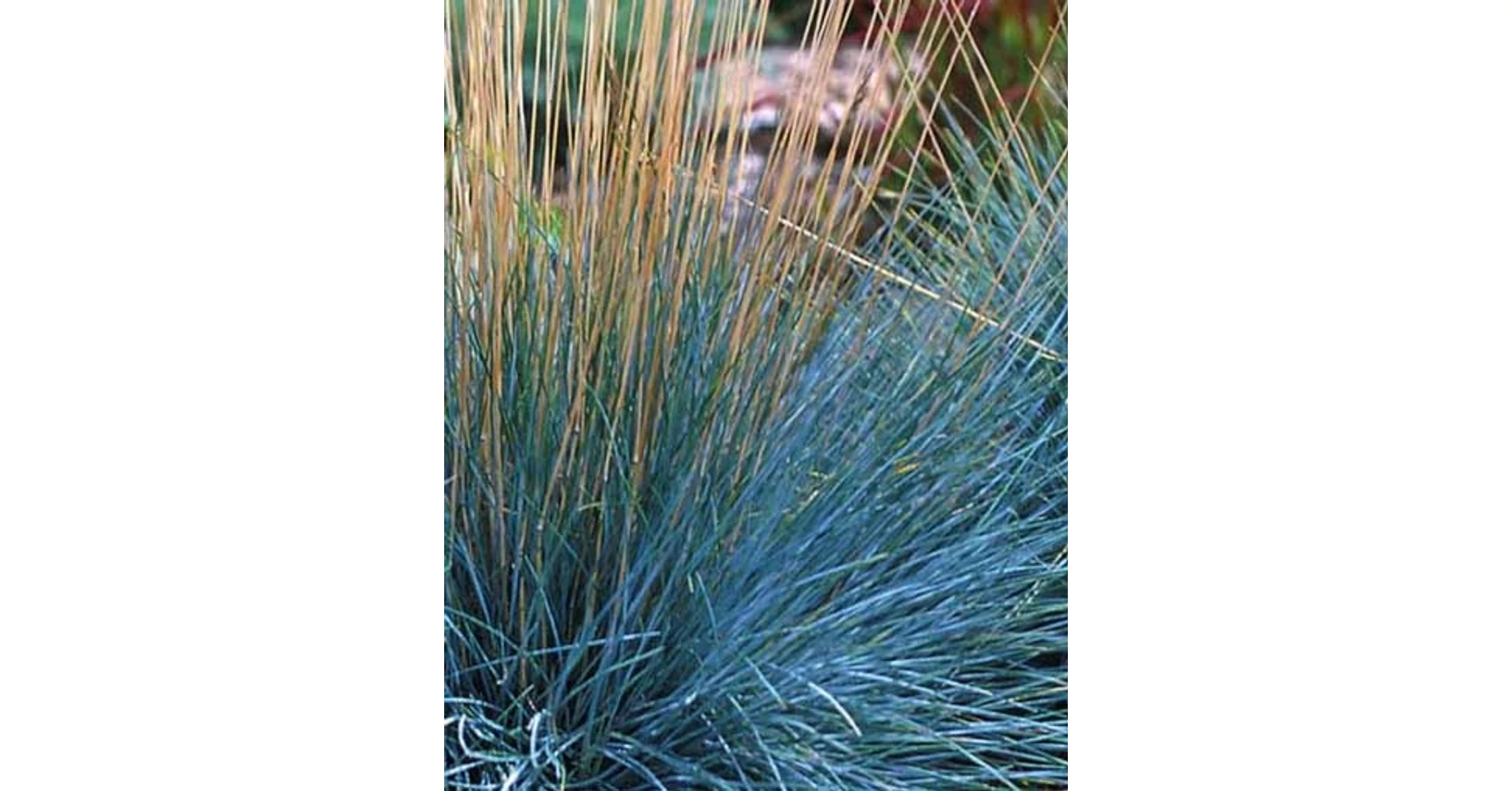 Andropogon scoparius 'Prairie Blues' – Fenyérfű
