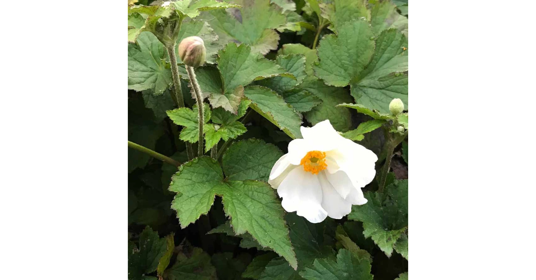 Anemone 'Little White Princess' - Erdei szellőrózsa