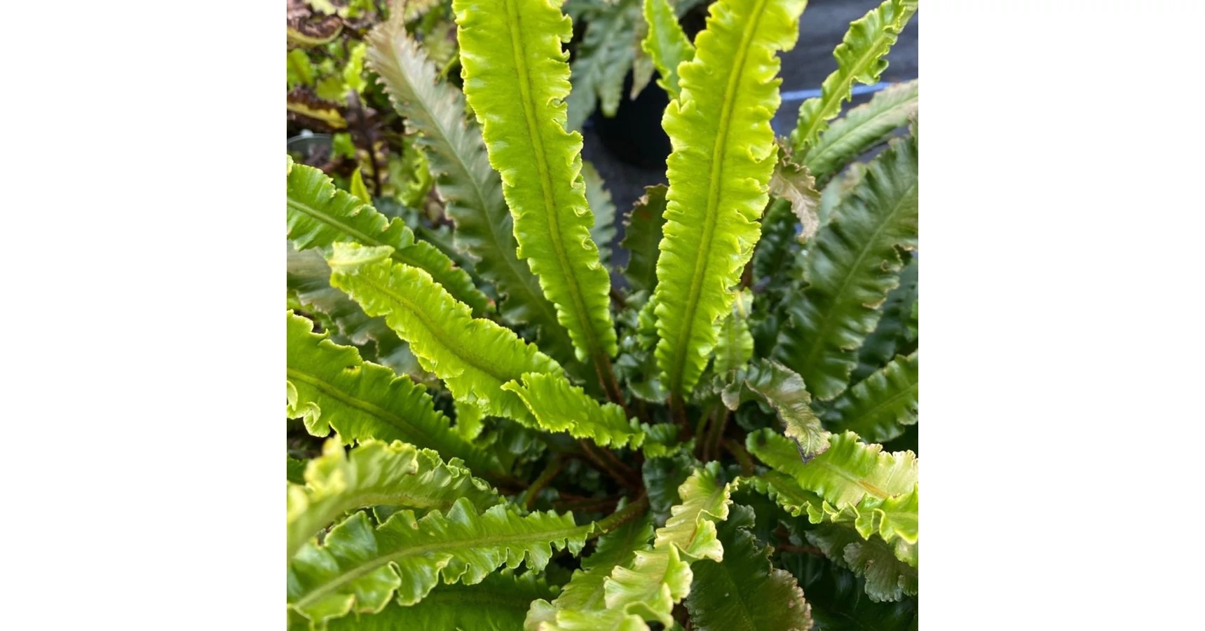 Asplenium scolopendrium 'Angustatum' – Gímpáfrány