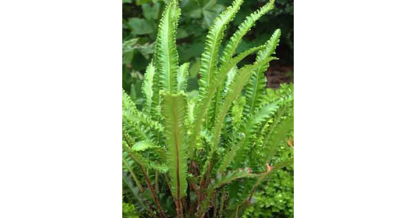 Asplenium scolopendrium 'Angustifolium' – Gímpáfrány
