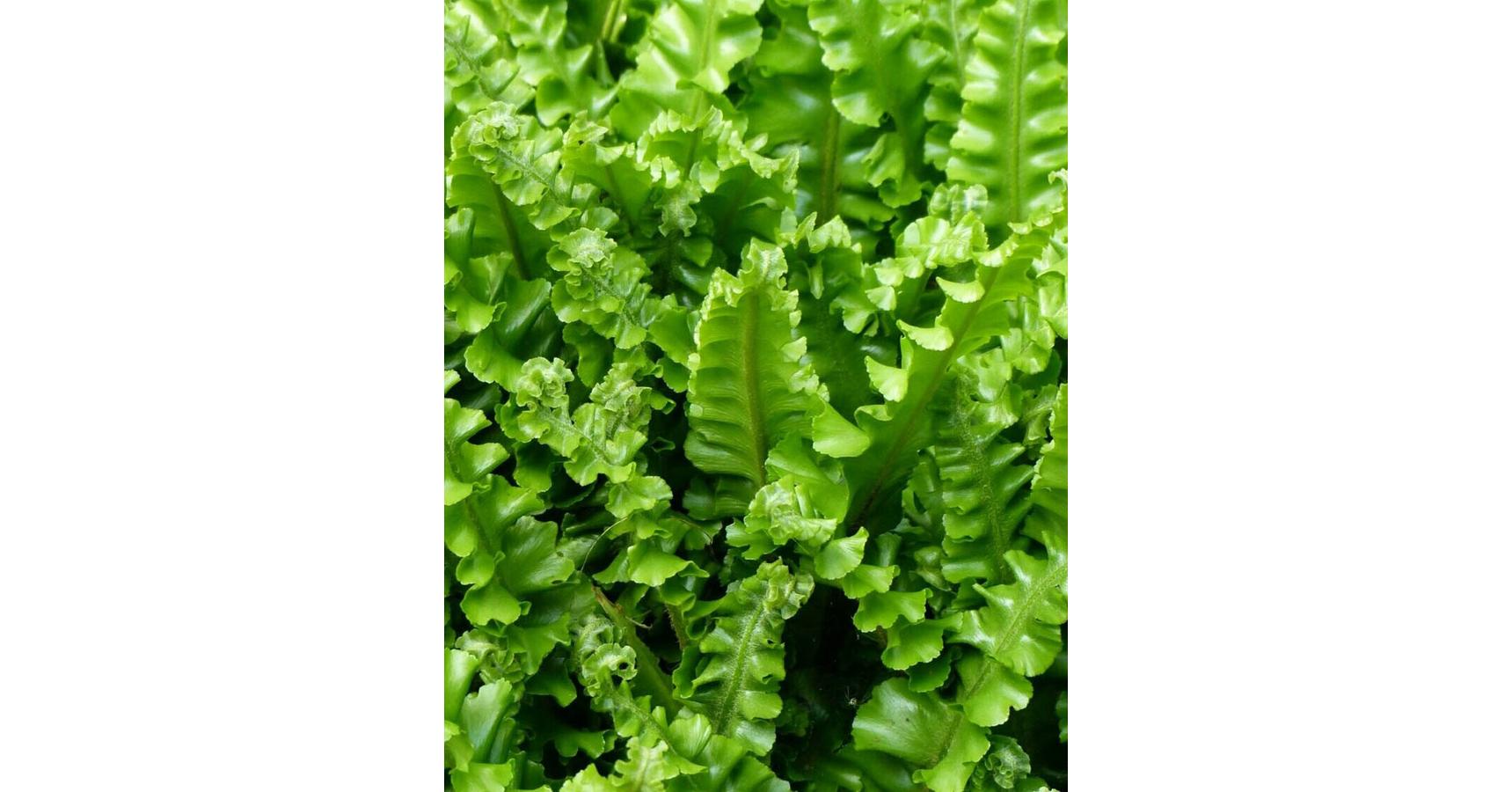 Asplenium scolopendrium 'Cristatum' – Gímpáfrány