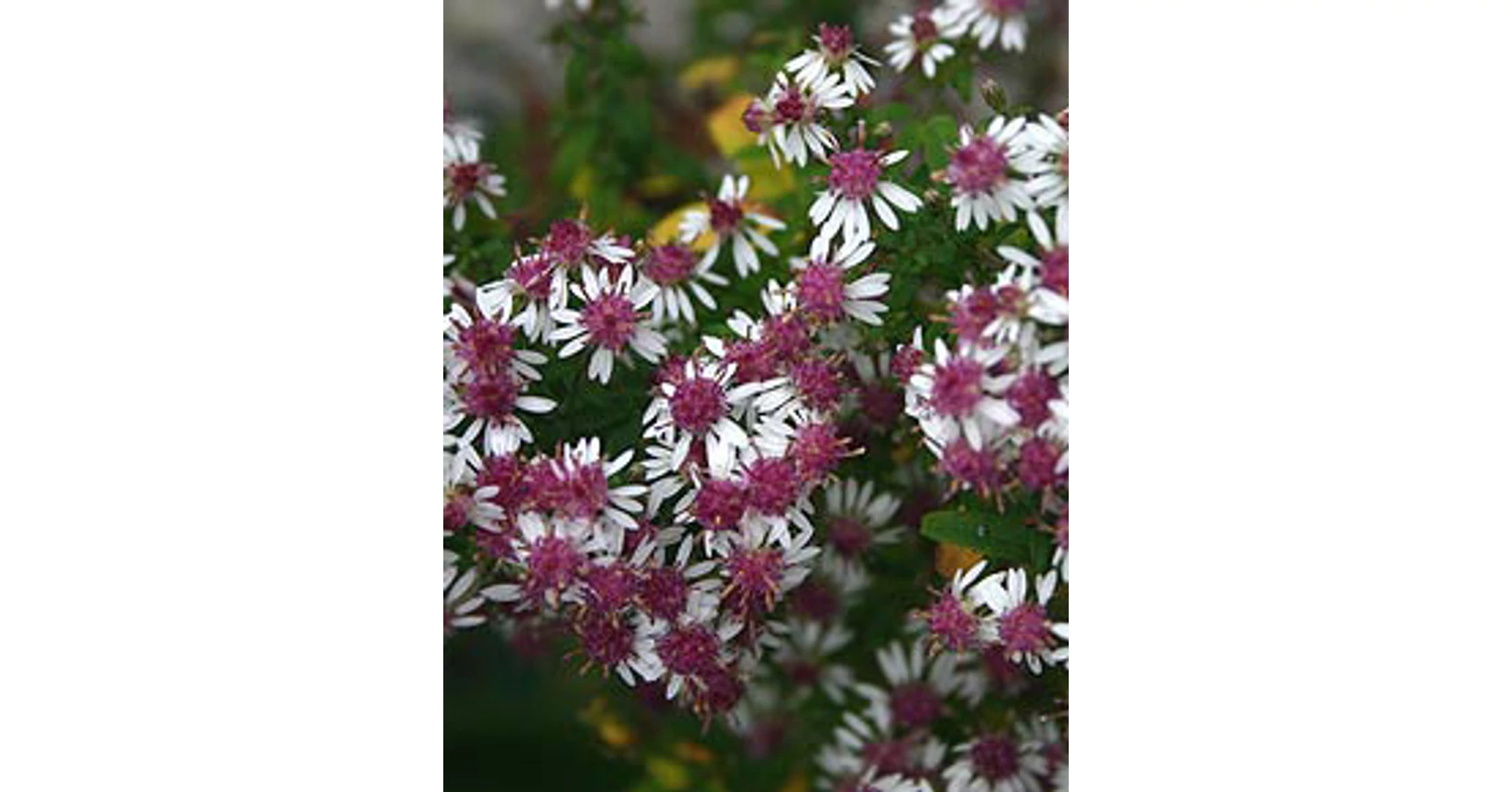Aster lateriflorus 'Prince' – Őszirózsa