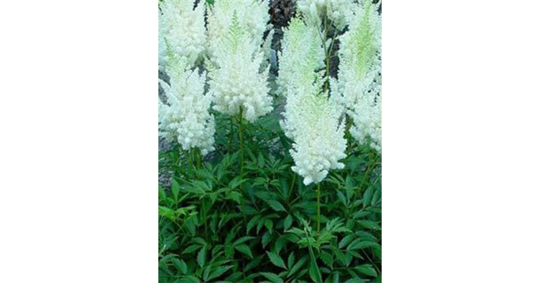 Astilbe x arendsii 'Snowdrift' – Kerti tollbuga
