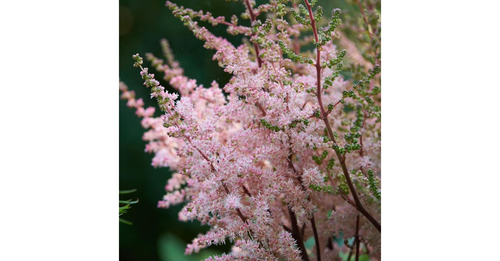 Astilbe chinensis 'Spotlight' – Kínai tollbuga
