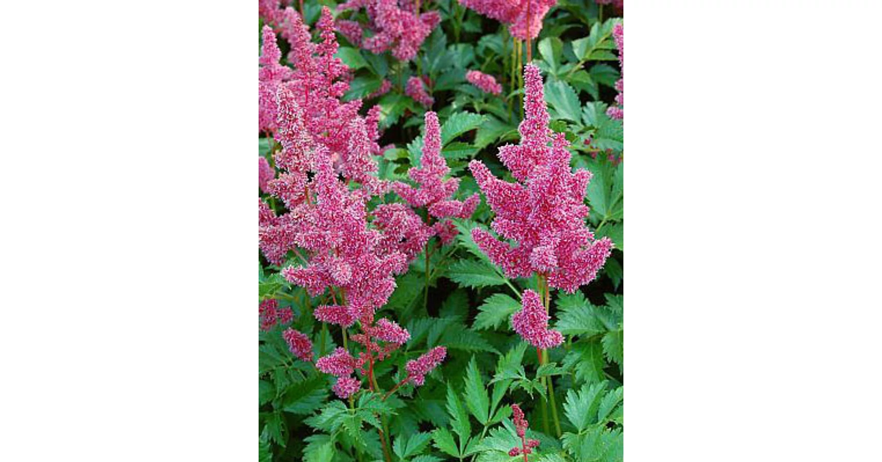 Astilbe japonica 'Köln' – Japán tollbuga Astilbe japonica 'Köln' – Japán tollbuga