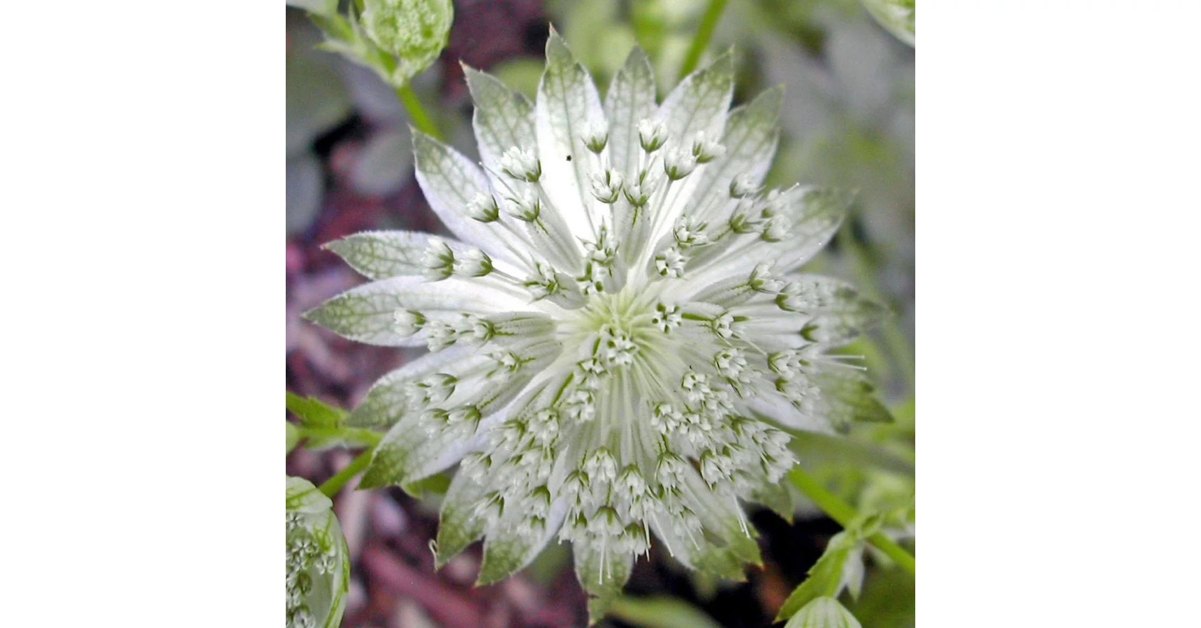 Astrantia major 'Snow Star' – Nagy völgycsillag