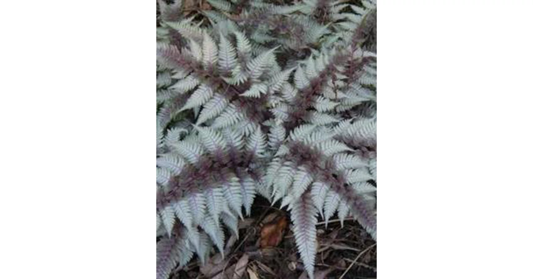 Athyrium niponicum 'Red Beauty' – Japán hölgypáfrány