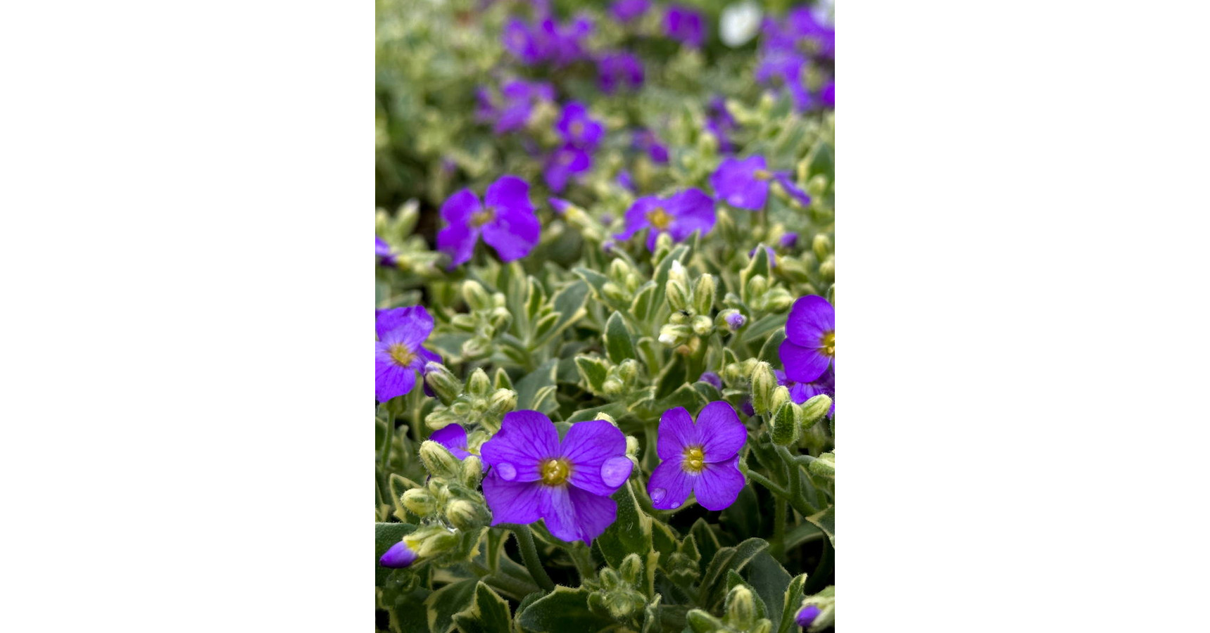 Aubrieta 'Silberrand' – Pázsitviola