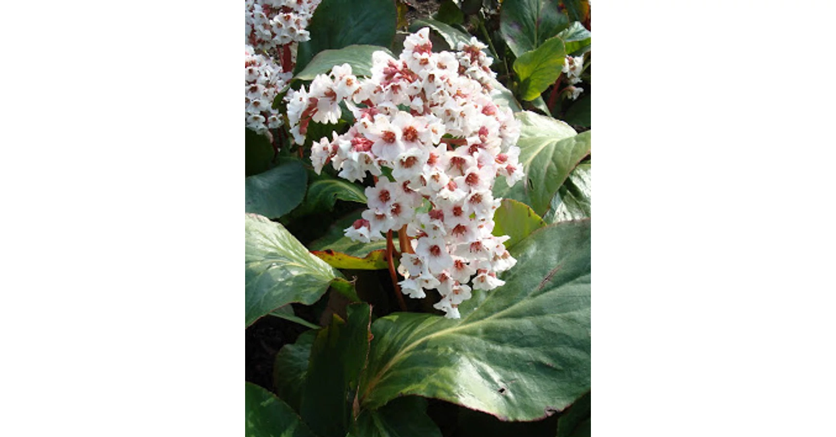 bergenia silverlight