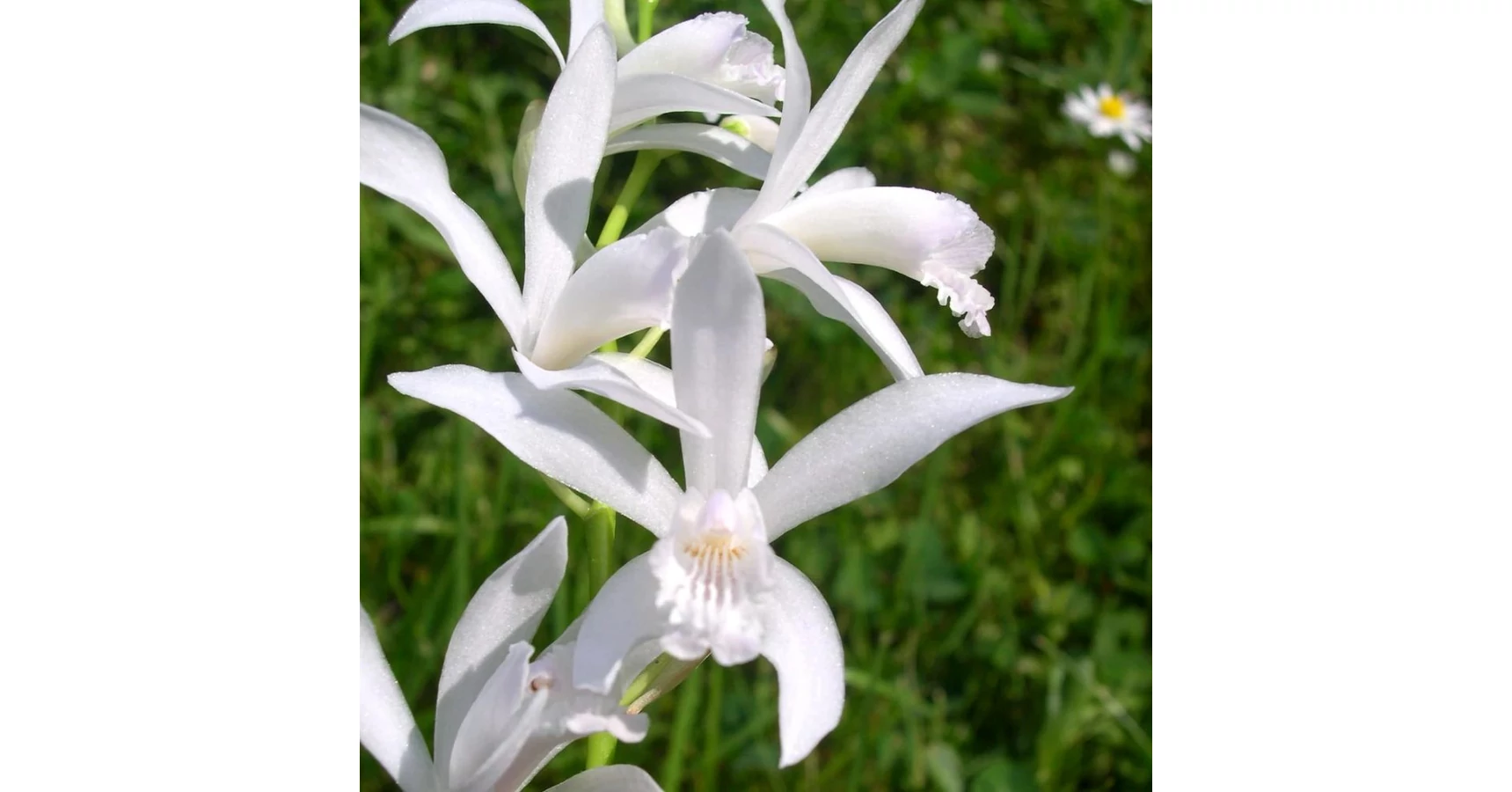 Bletilla Striata Alba Japán Orchidea