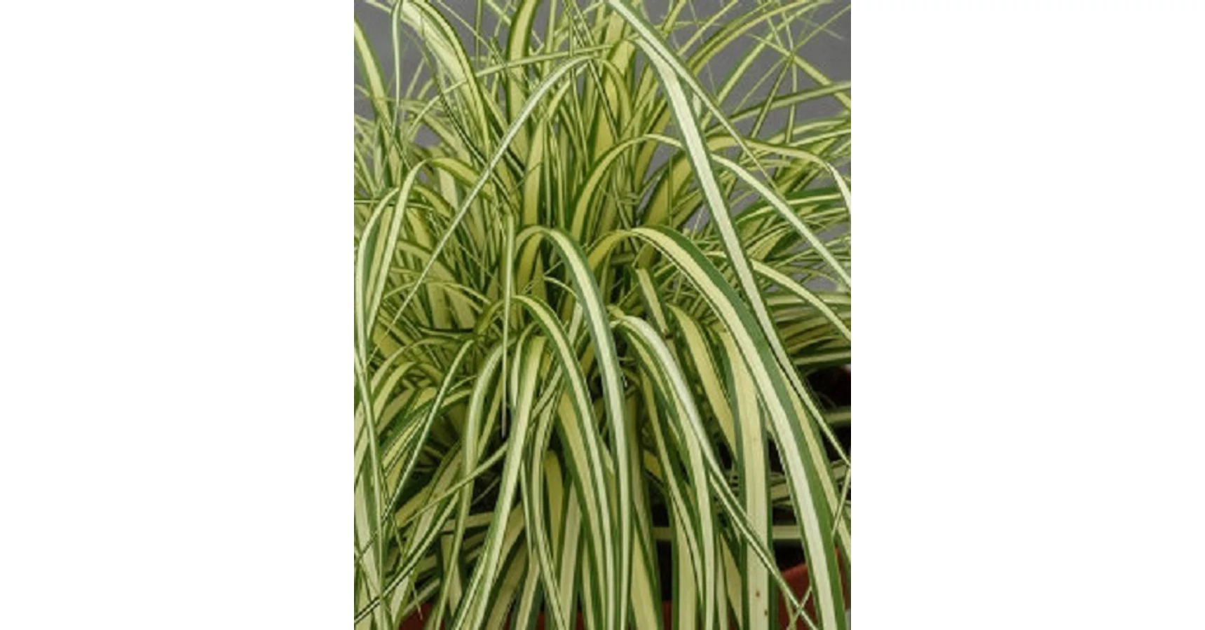 Carex oshimensis 'Maxigold' – Sás