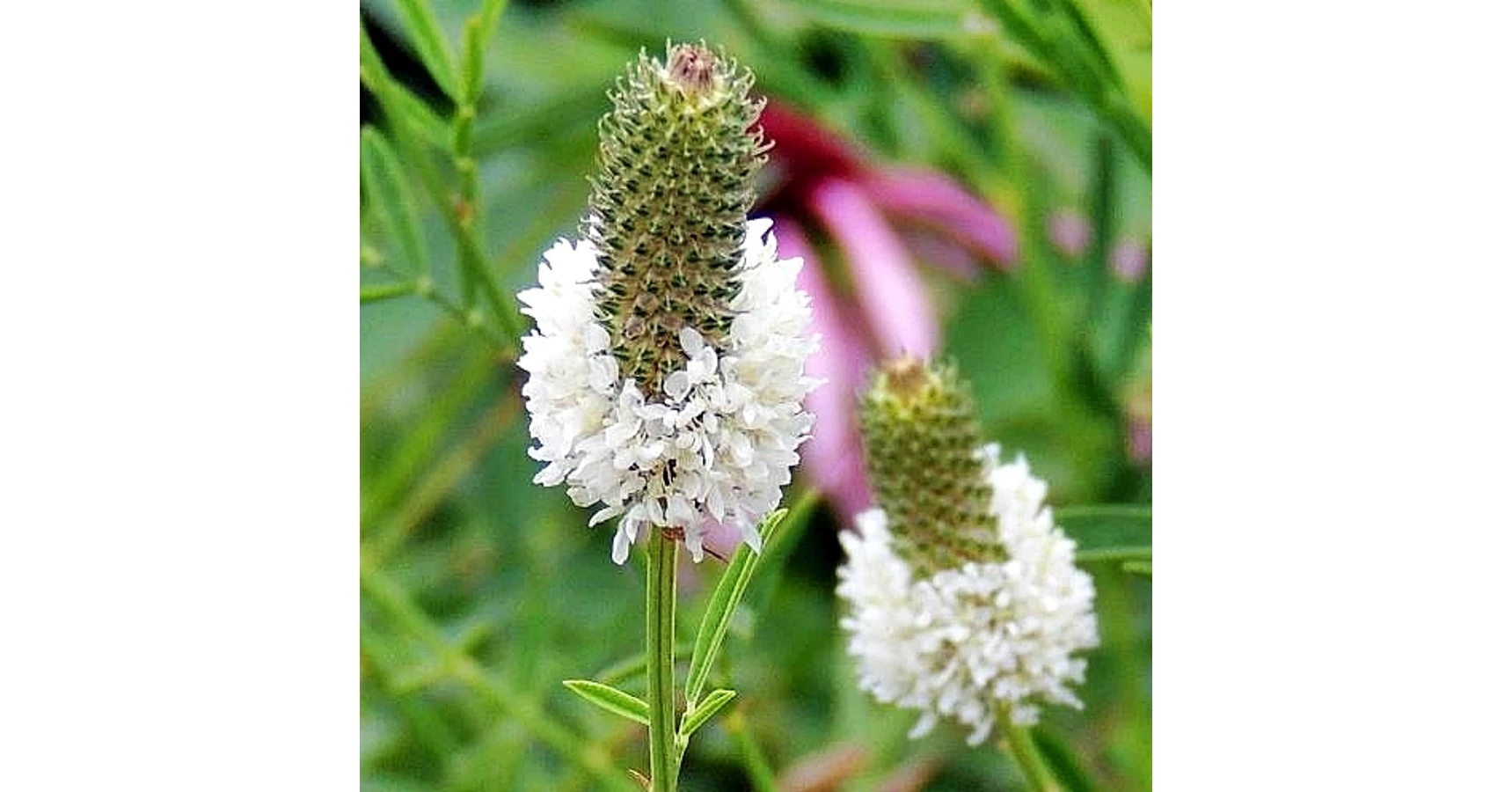 Dalea candidum – Fehér pusztai here