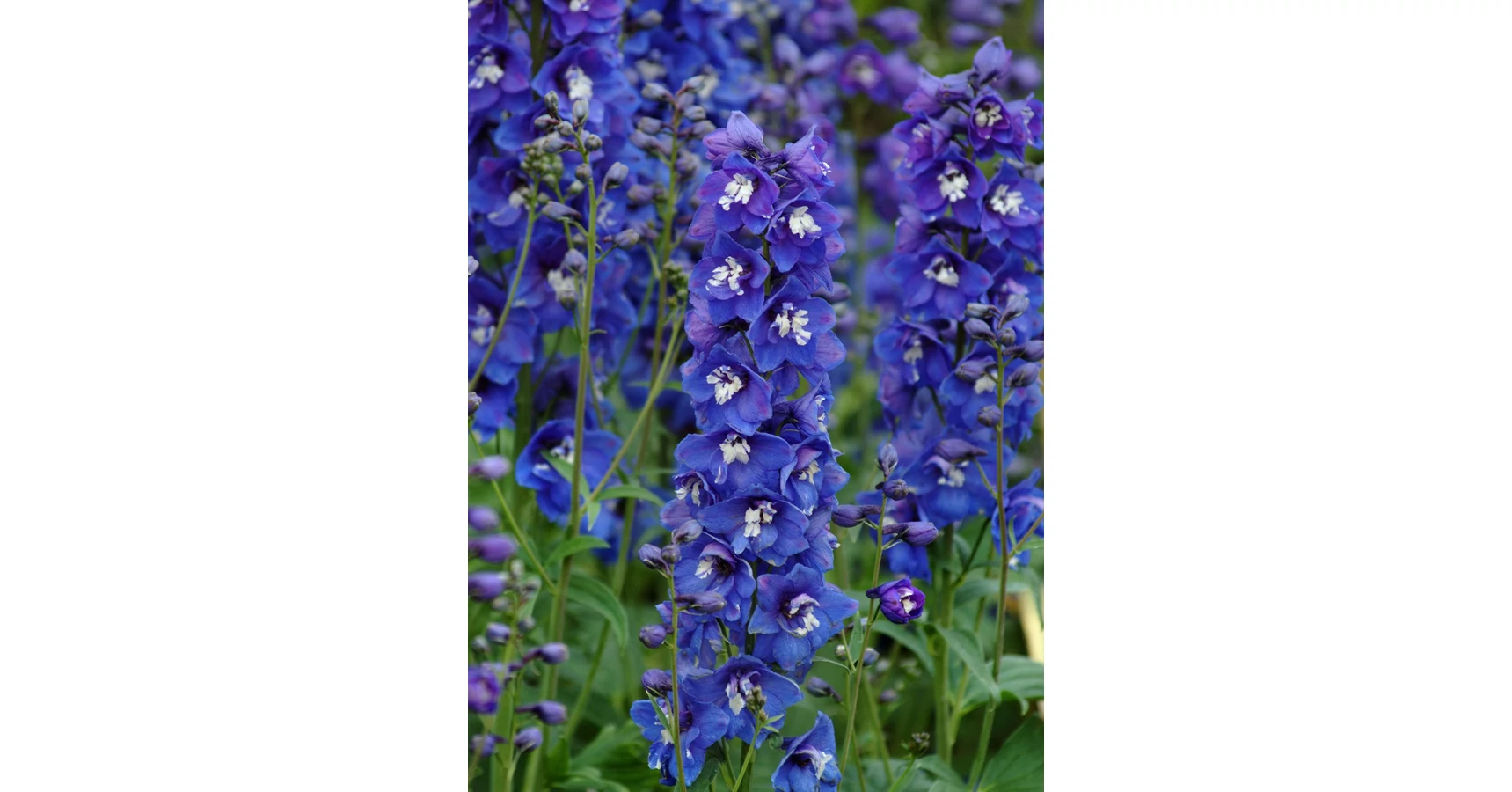 Delphinium 'Dasante Blue' – Kerti szarkaláb