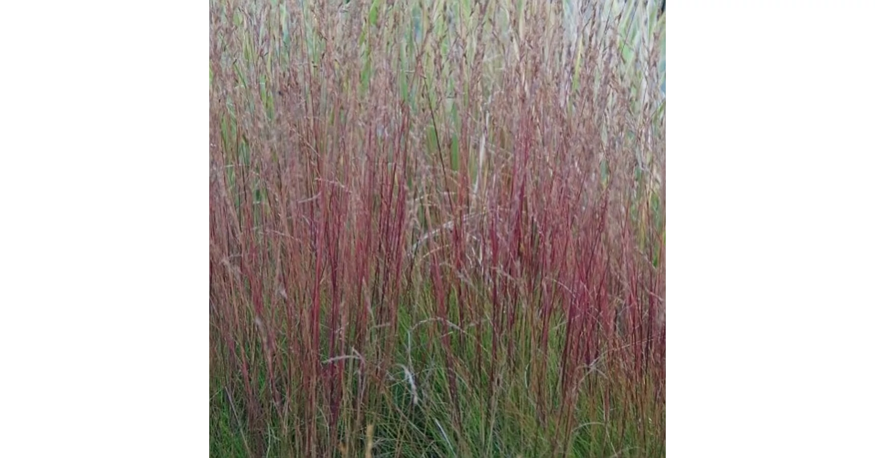 Festuca amethystina 'Walberla' – Lila csenkesz