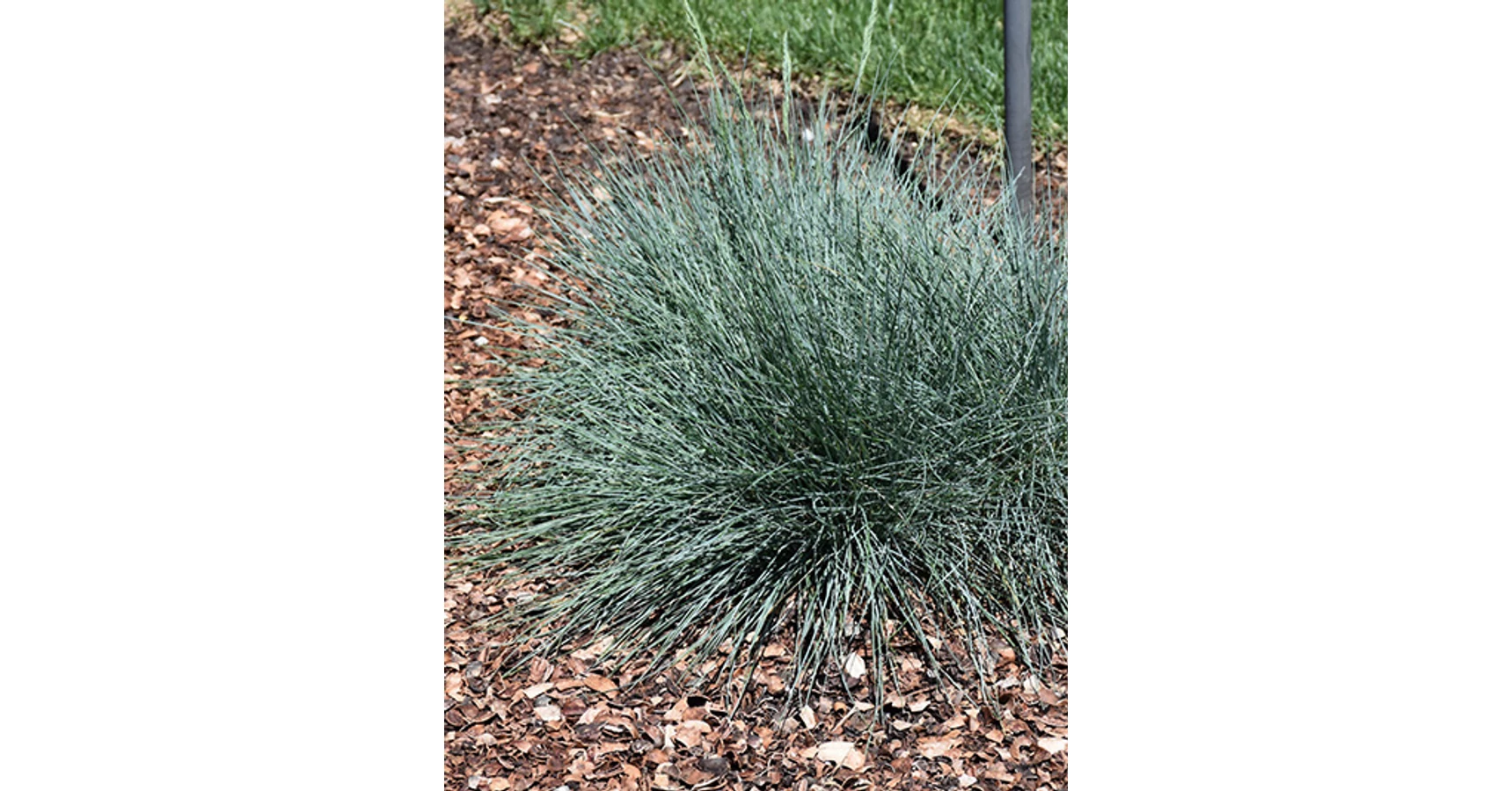 Festuca glauca 'Cool as Ice' – Kék csenkesz