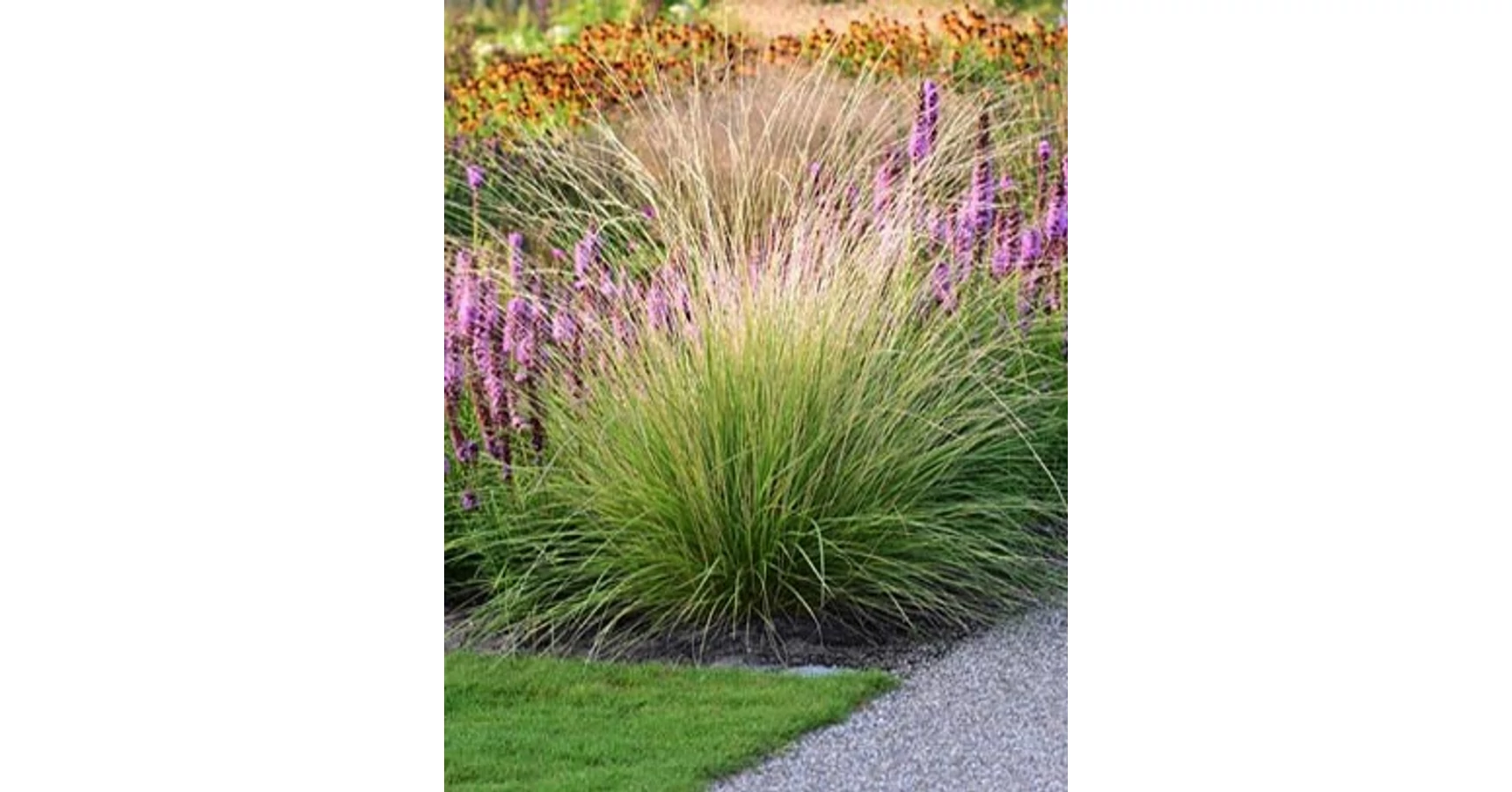 Festuca mairei – Atlasz csenkesz