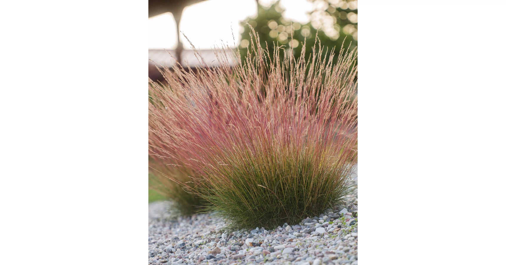 Festuca 'Sunrise' – Csenkesz