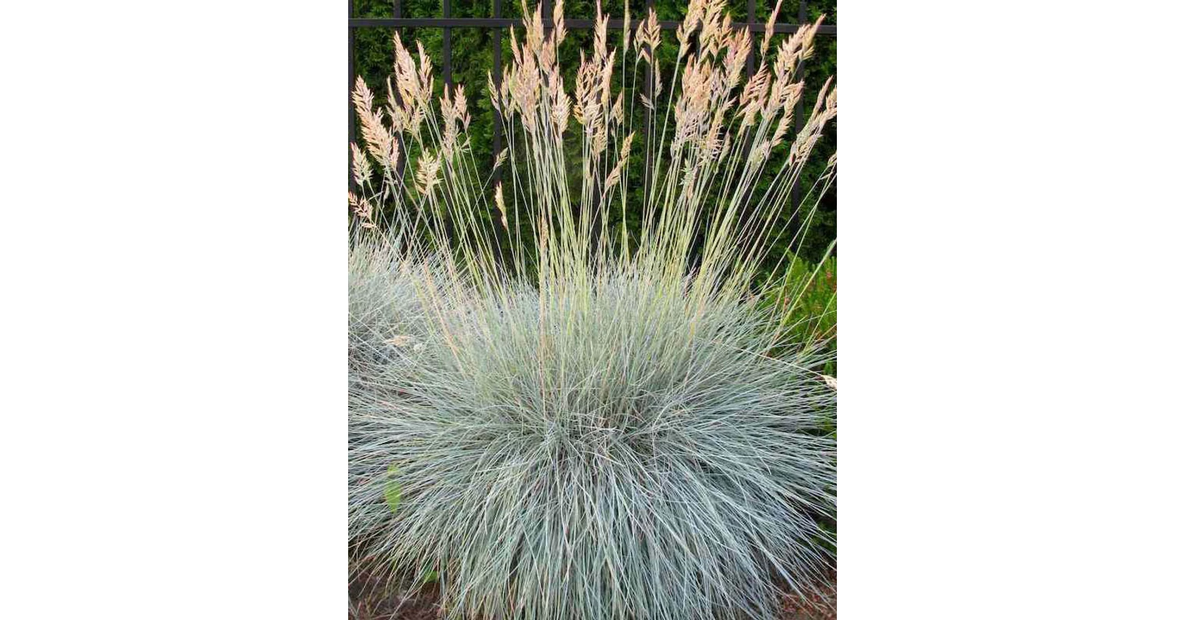 Festuca valesiana 'Glaucantha' – Csenkesz