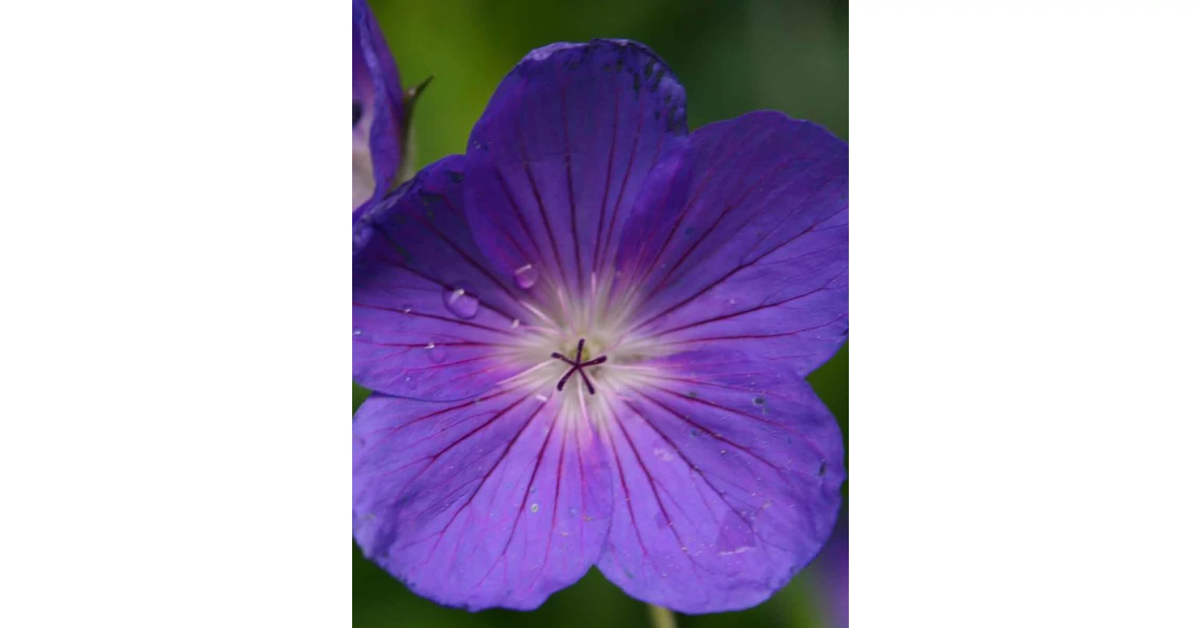 Geranium hybride 'Orion' – Hibrid gólyaorr
