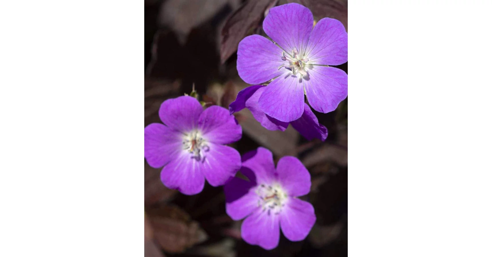 Geranium maculatum 'Stormy Night' (syn.: 'Macger002') – Foltos gólyaorr